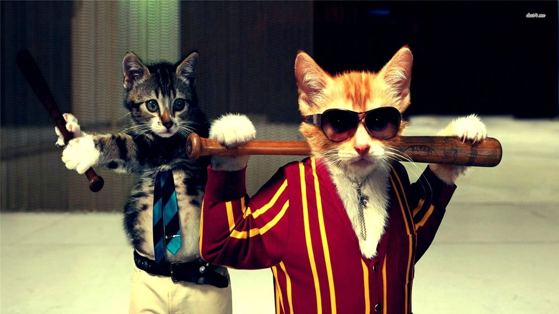 Cat Fun Wallpapers - Wallpaper Cave