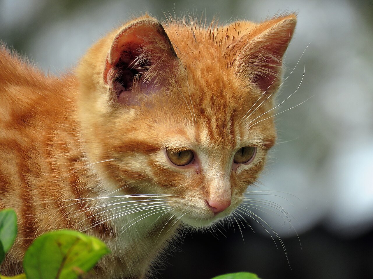 Ginger Kitten Wallpapers - Wallpaper Cave