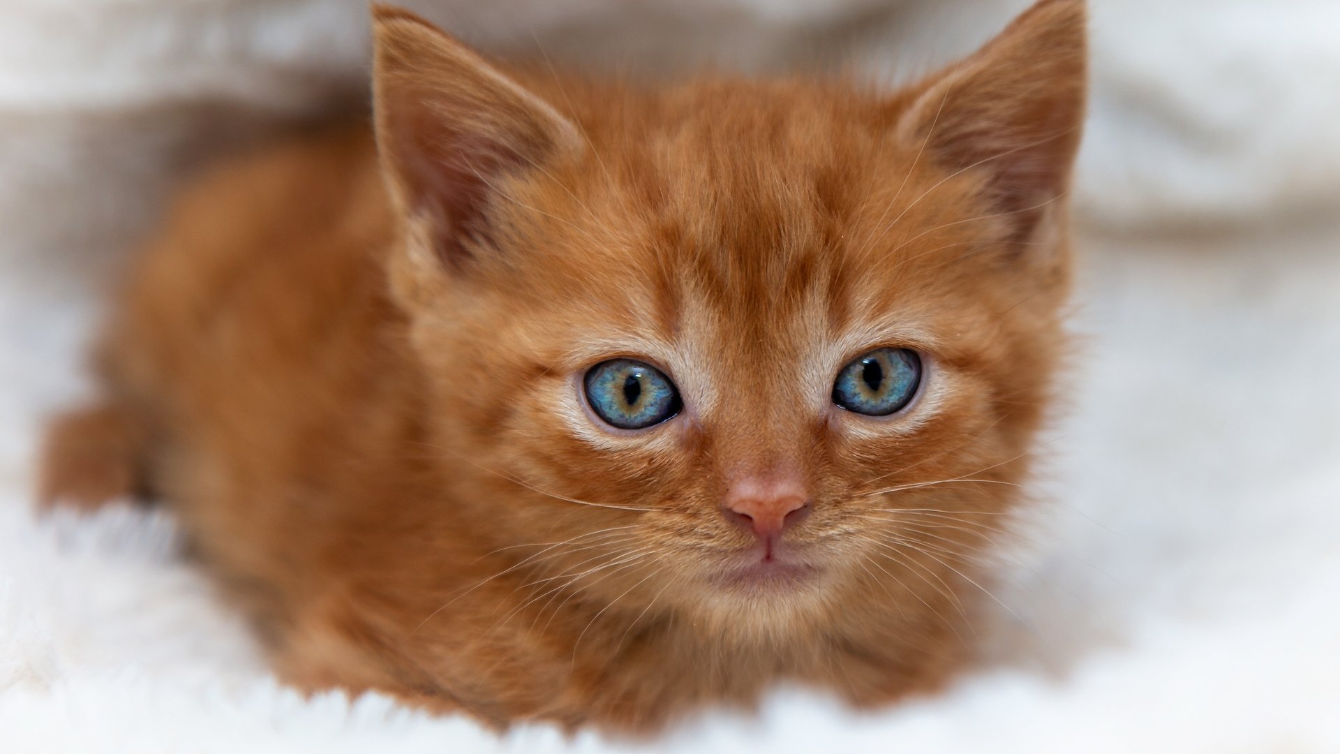 Ginger Kitten Wallpapers - Wallpaper Cave