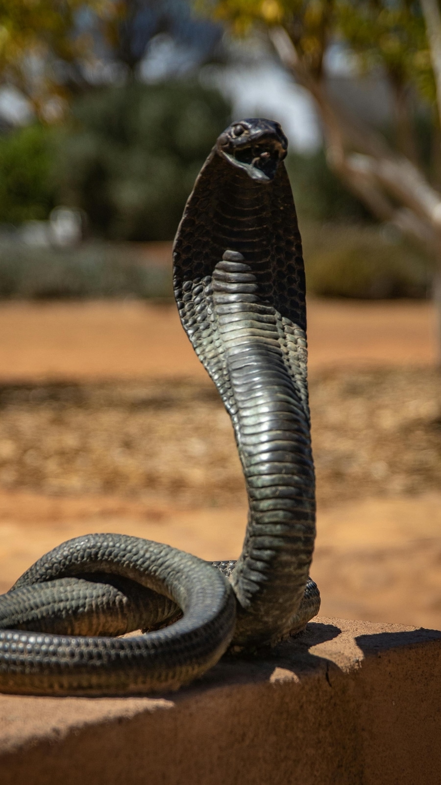 Deadly Snakes Wallpapers - Wallpaper Cave