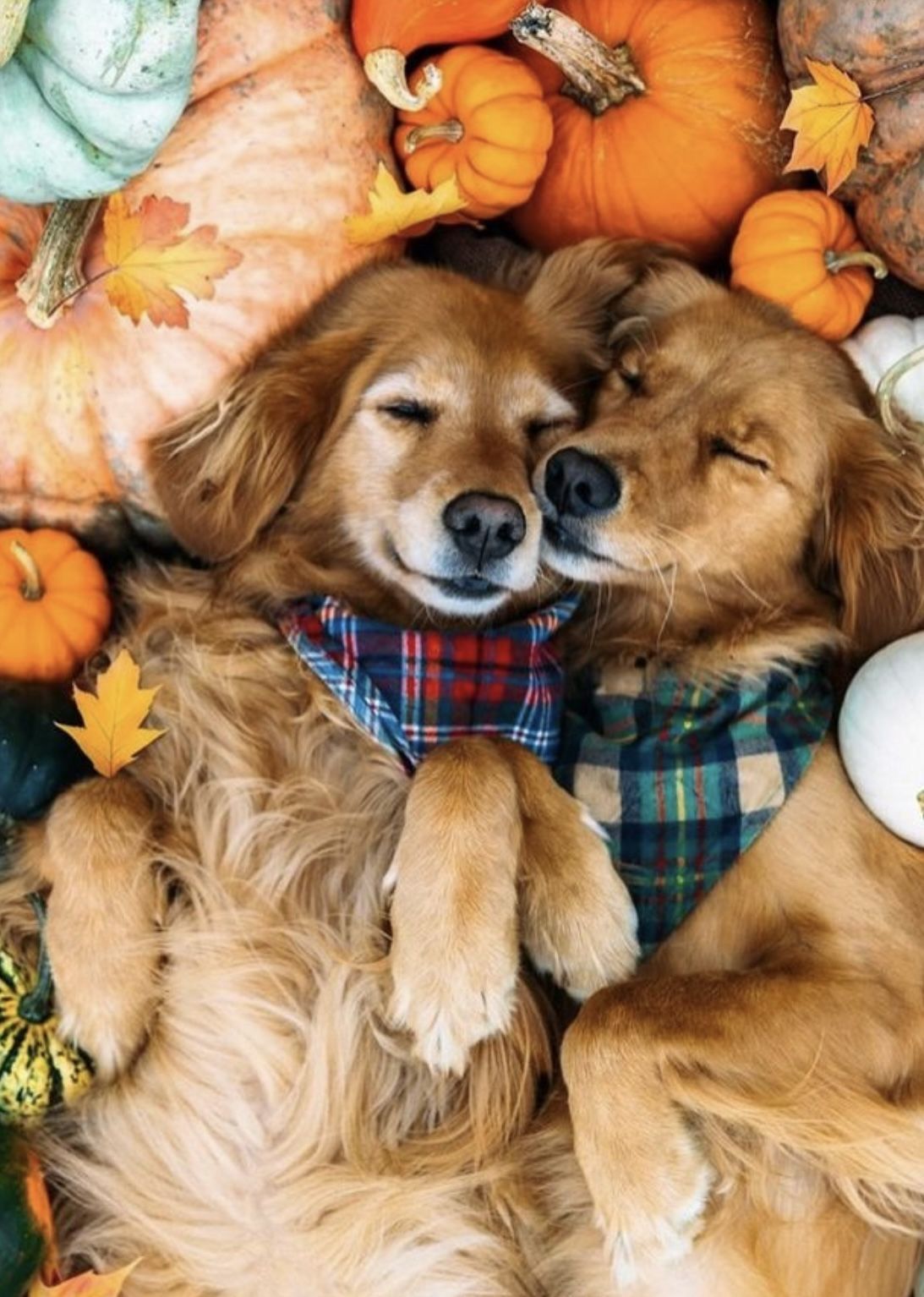 Cute Fall Thanksgiving Dog Wallpapers - Wallpaper Cave