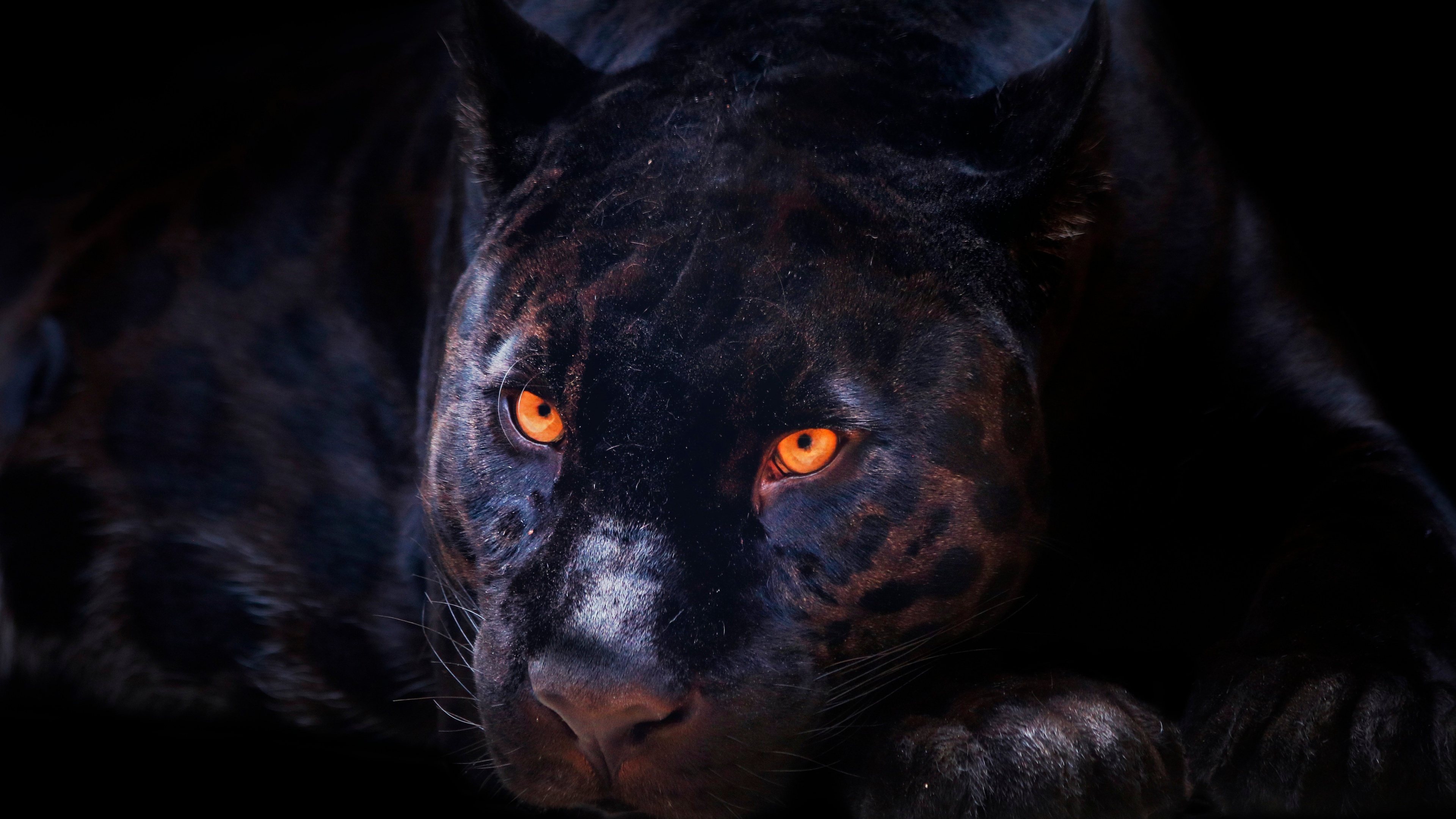 Black Panther Animal 4k Wallpapers - Wallpaper Cave