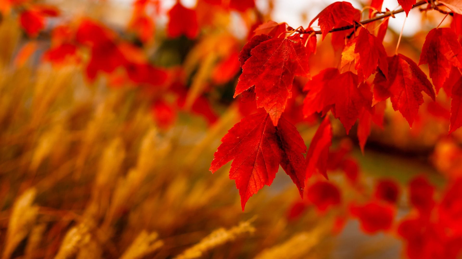 Windows 11 Autumn Wallpapers - Wallpaper Cave