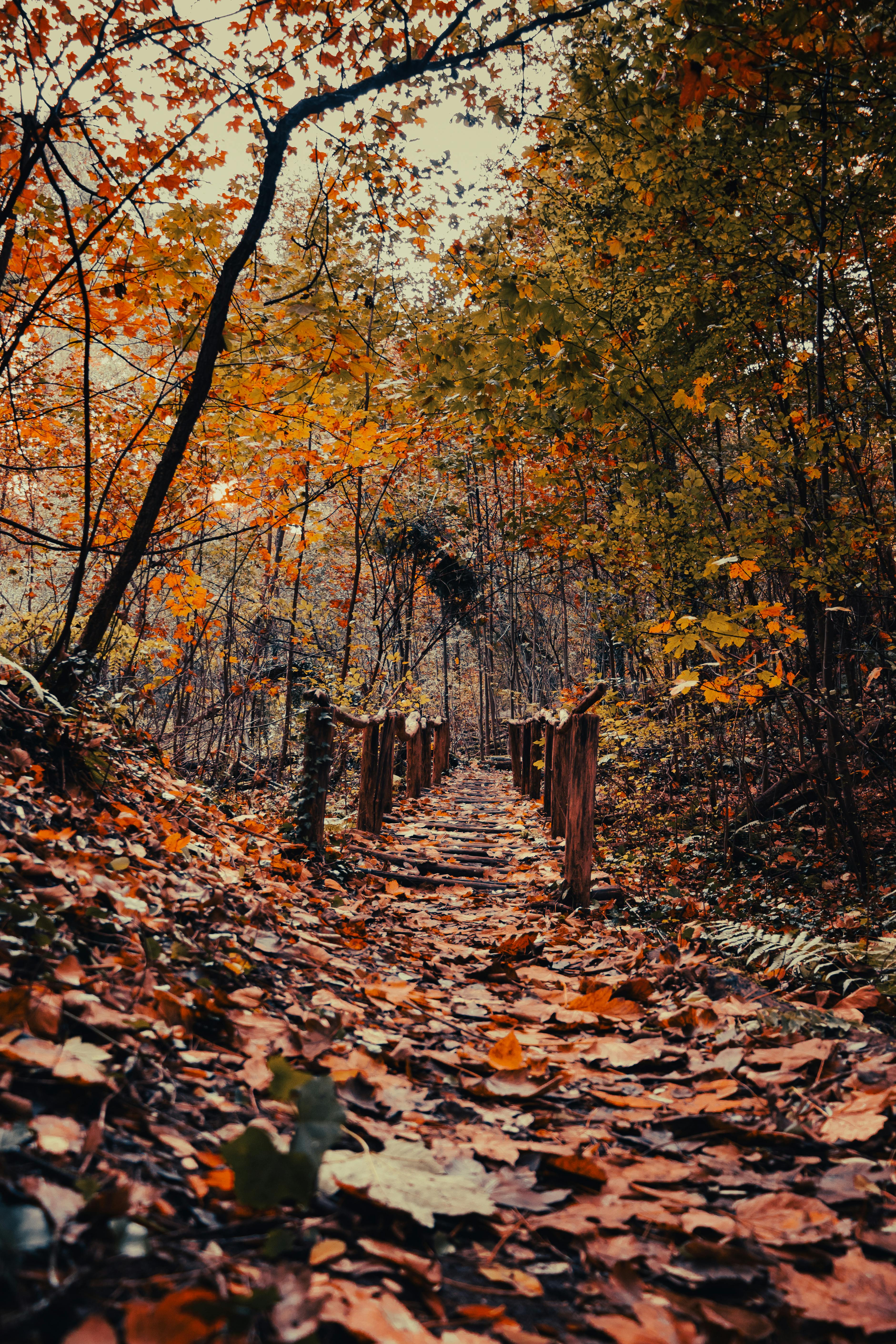 Enchanted Autumn Wallpapers - Wallpaper Cave
