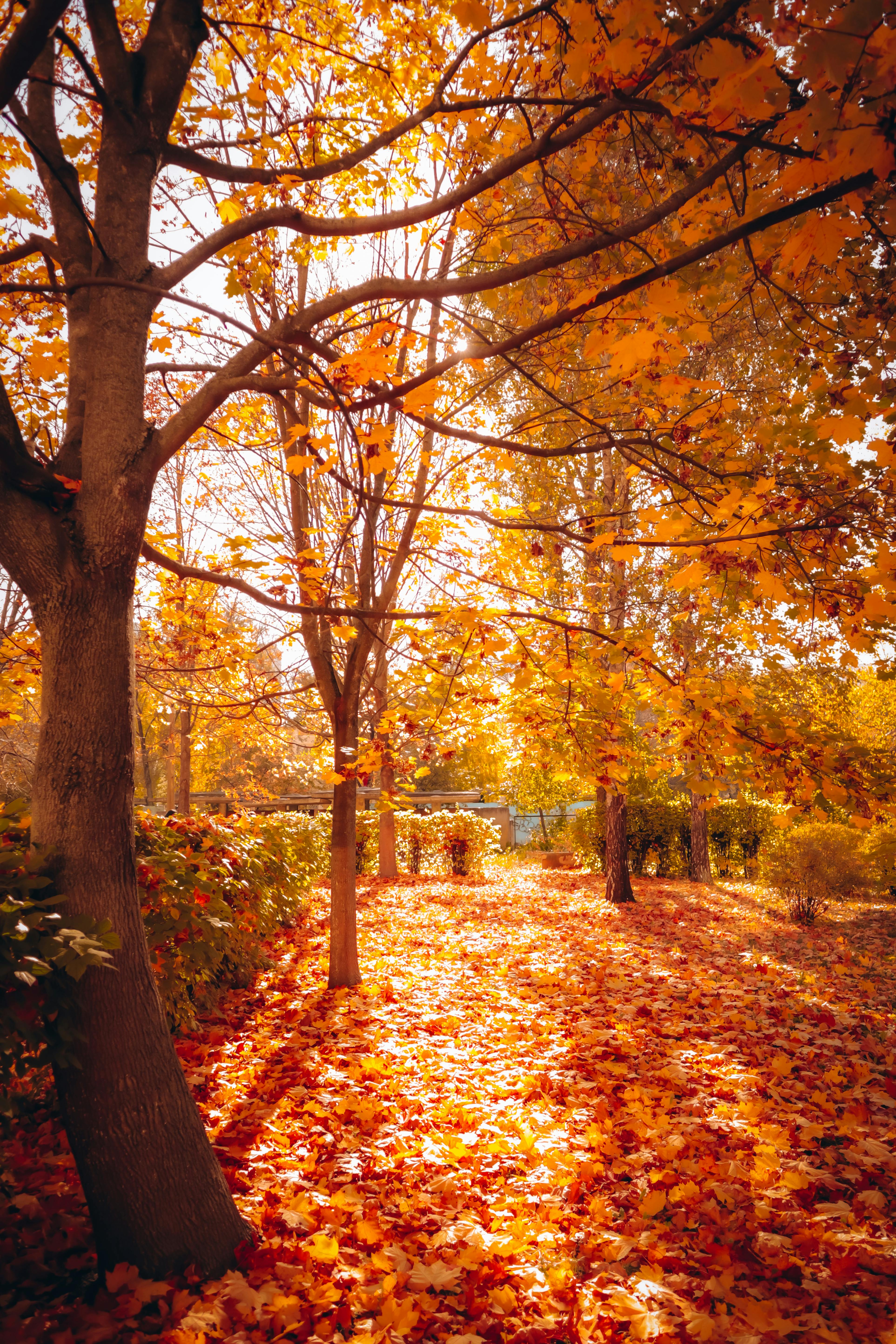 Autumn Nature Vertical Wallpapers - Wallpaper Cave