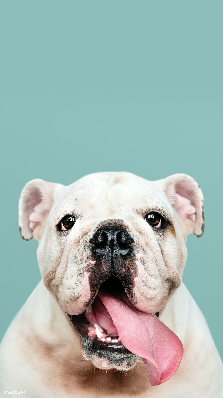 Puppy Bulldog Wallpapers - Wallpaper Cave