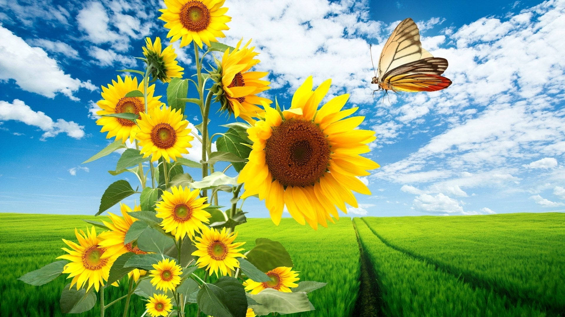 Sunflower Laptop Wallpapers - Wallpaper Cave