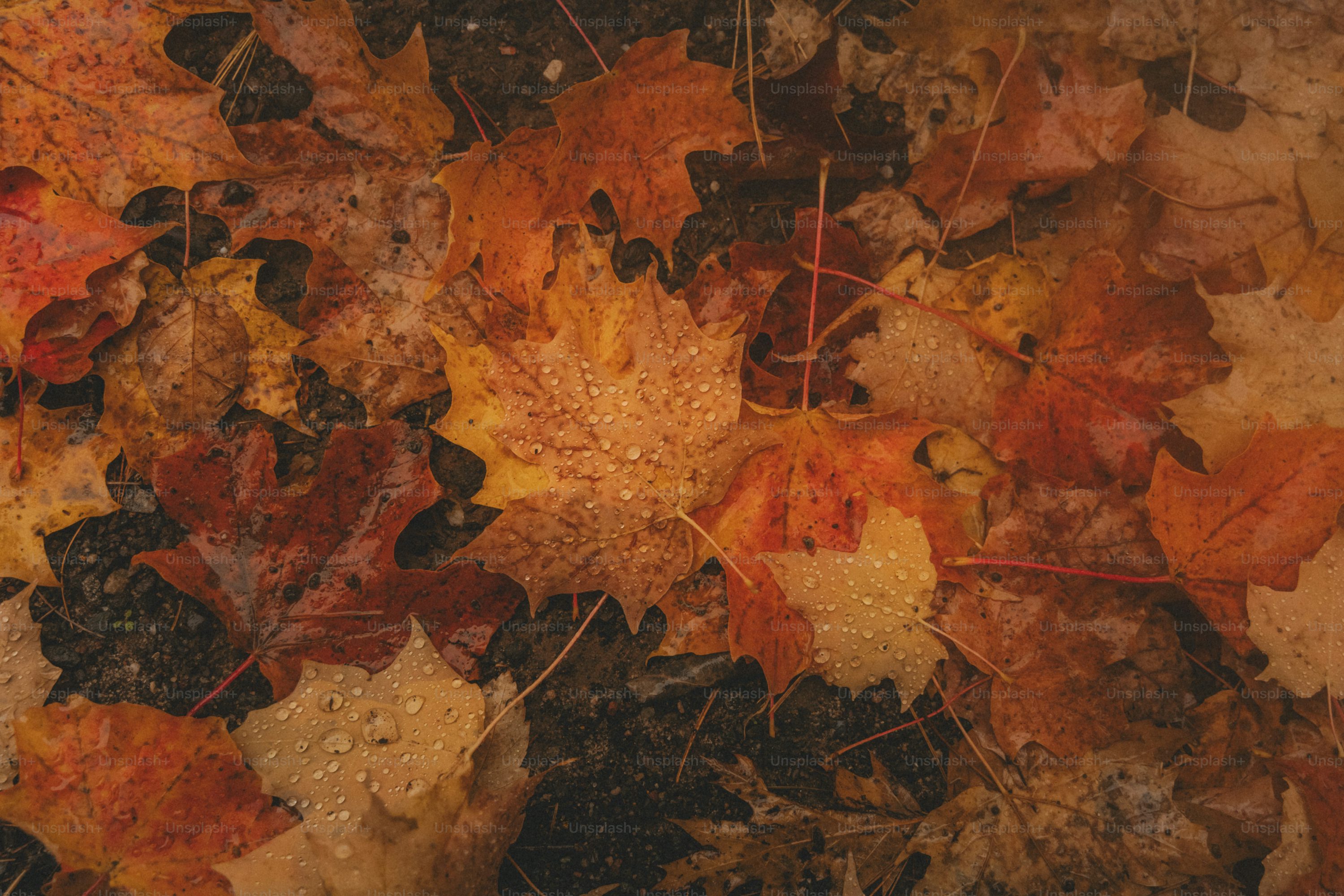 3000x2000 Autumn Wallpapers - Wallpaper Cave