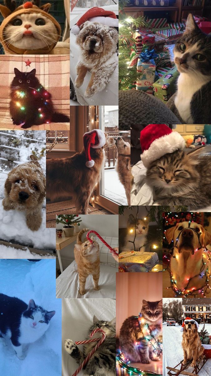 Dog Christmas Collage Wallpapers - Wallpaper Cave