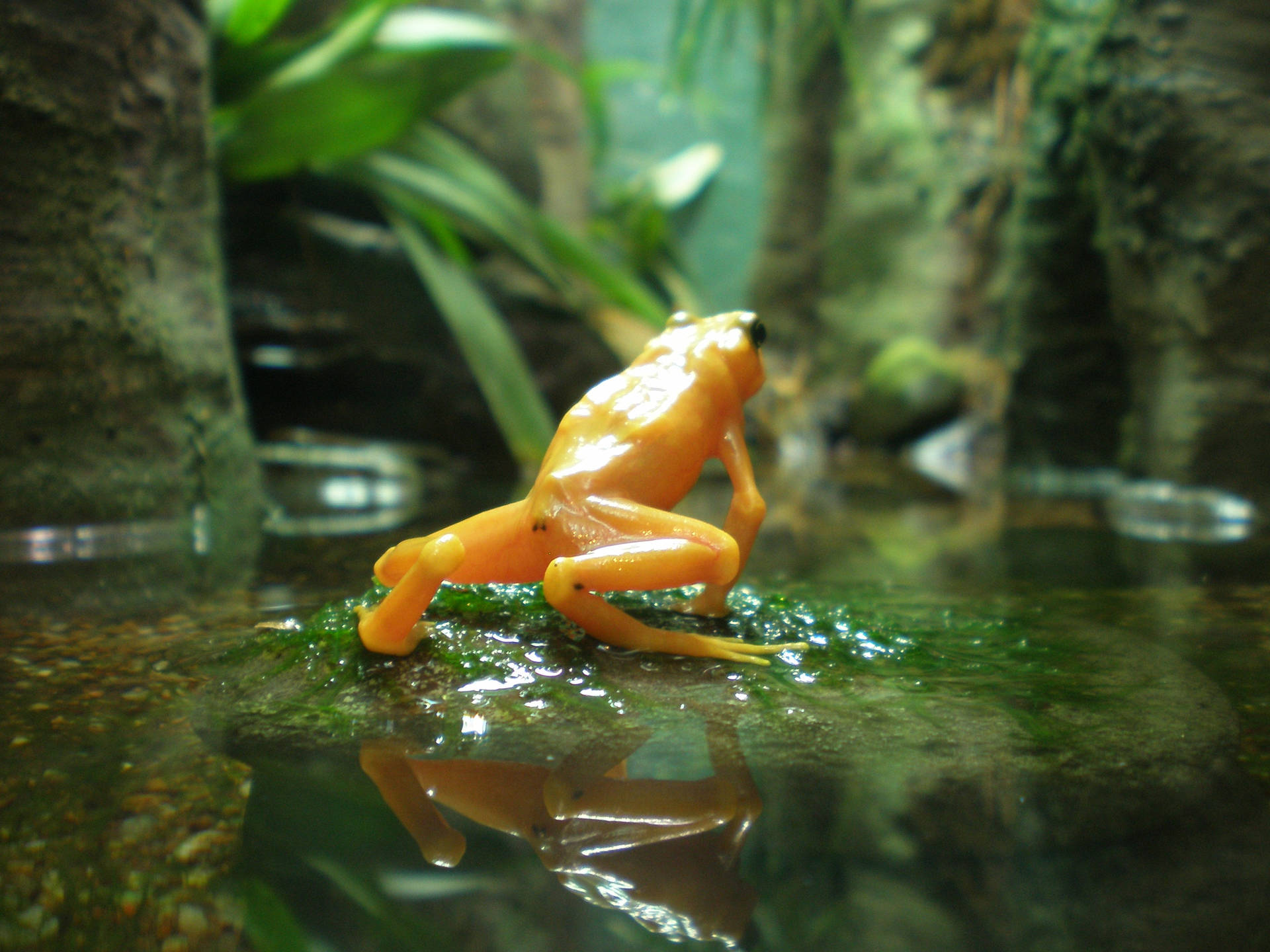 Golden Dart Frog Cute Wallpapers - Wallpaper Cave