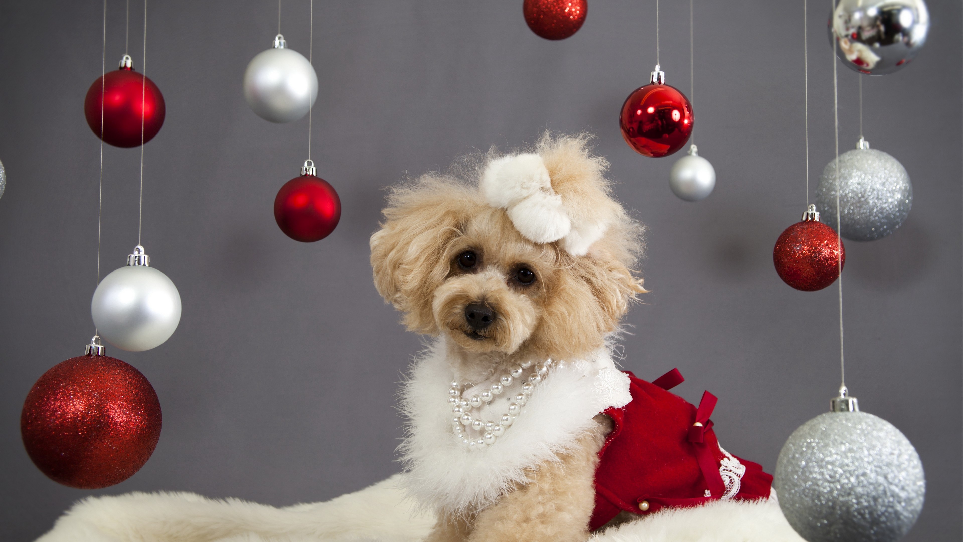 Christmas Dog Desktop Wallpapers - Wallpaper Cave