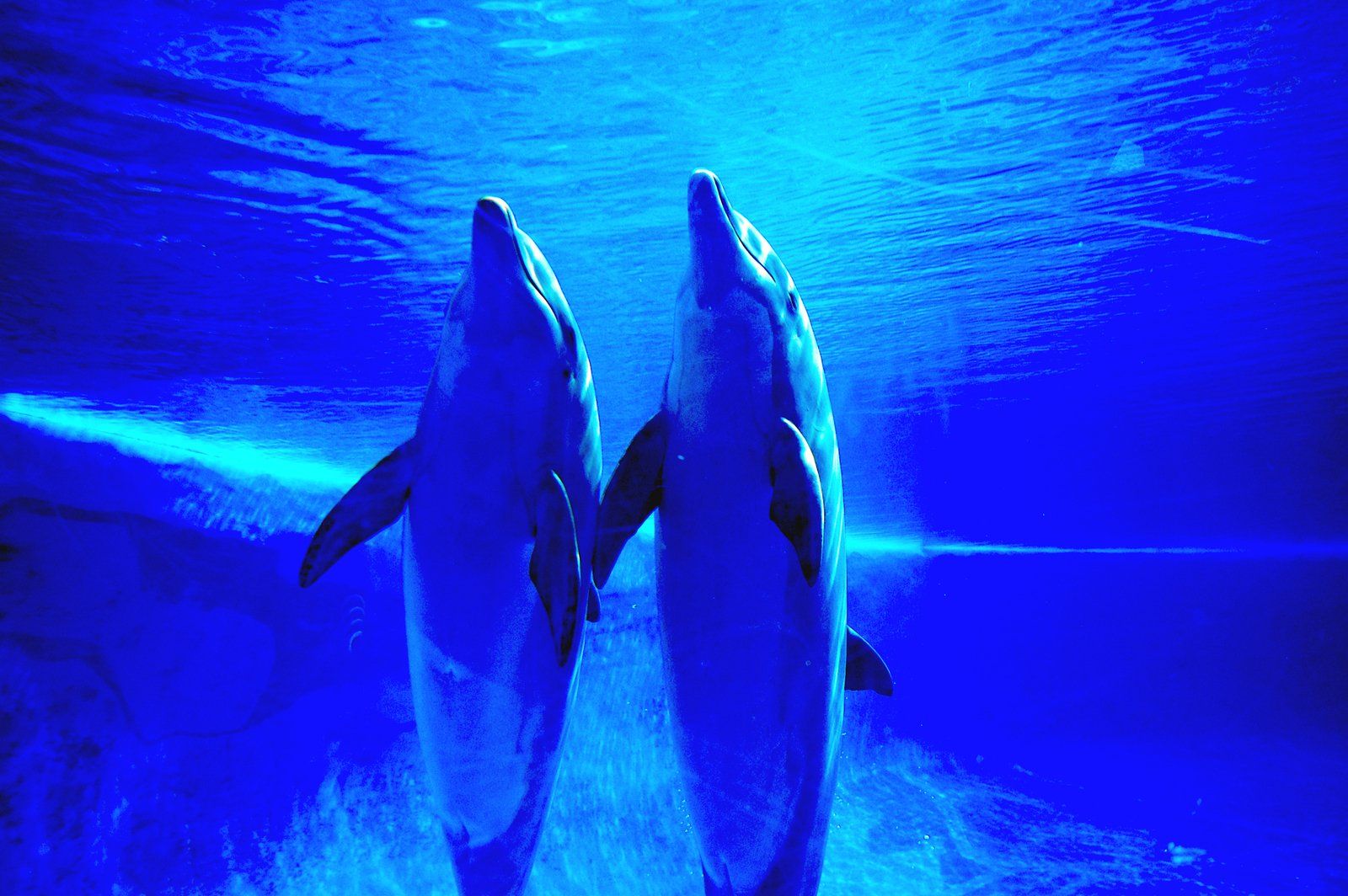 Blue Dolphin Wallpapers - Wallpaper Cave
