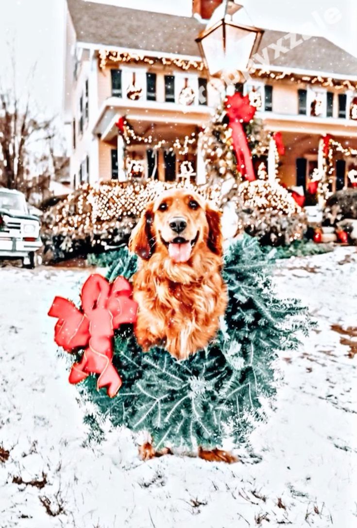 Preppy Christmas Dogs Wallpapers - Wallpaper Cave