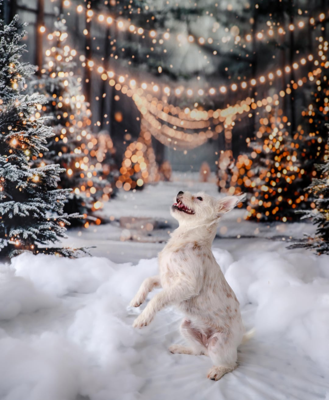 Christmas White Dogs Wallpapers - Wallpaper Cave