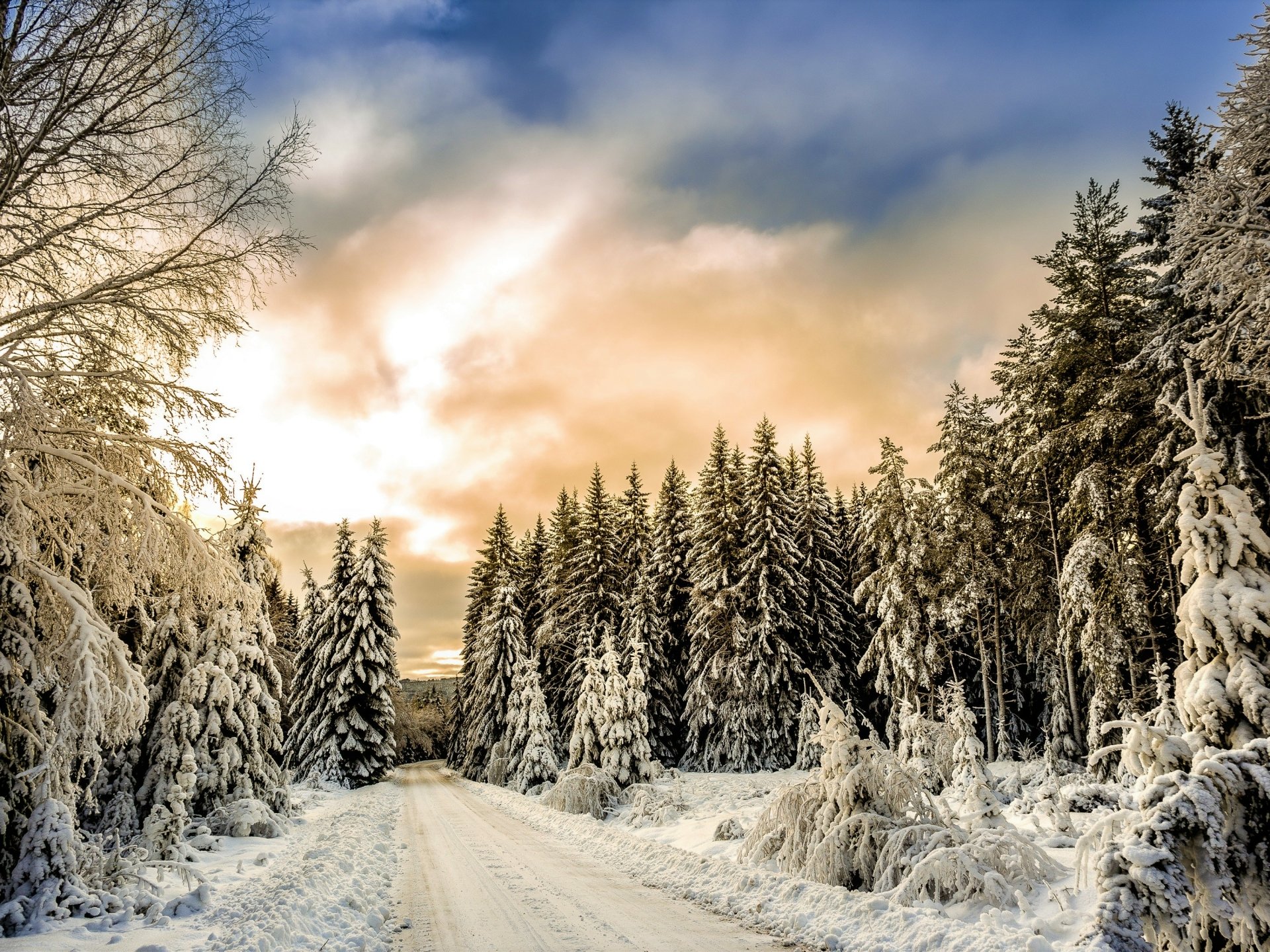 Winter Forest 2k Wallpapers - Wallpaper Cave