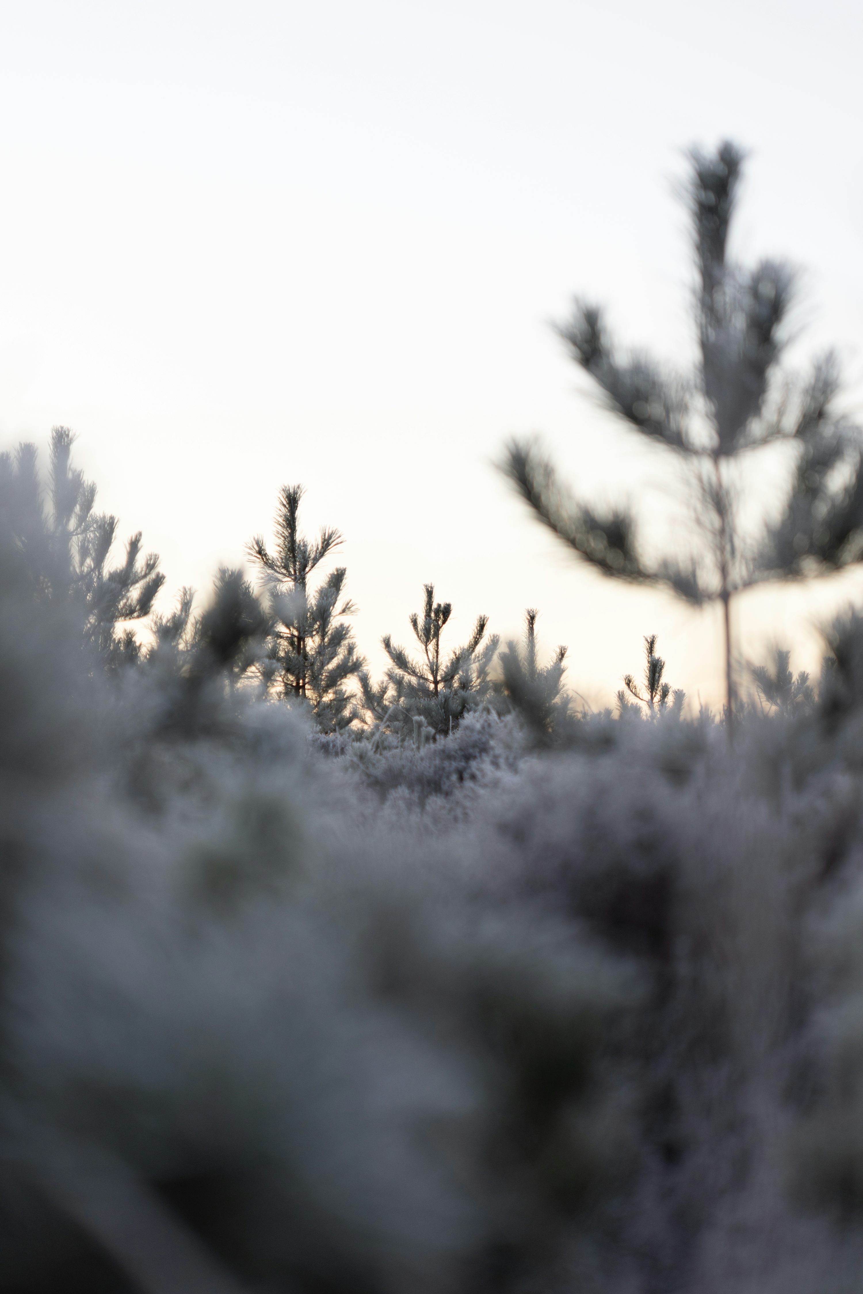 Winter Aesthetic Blurred Wallpapers - Wallpaper Cave