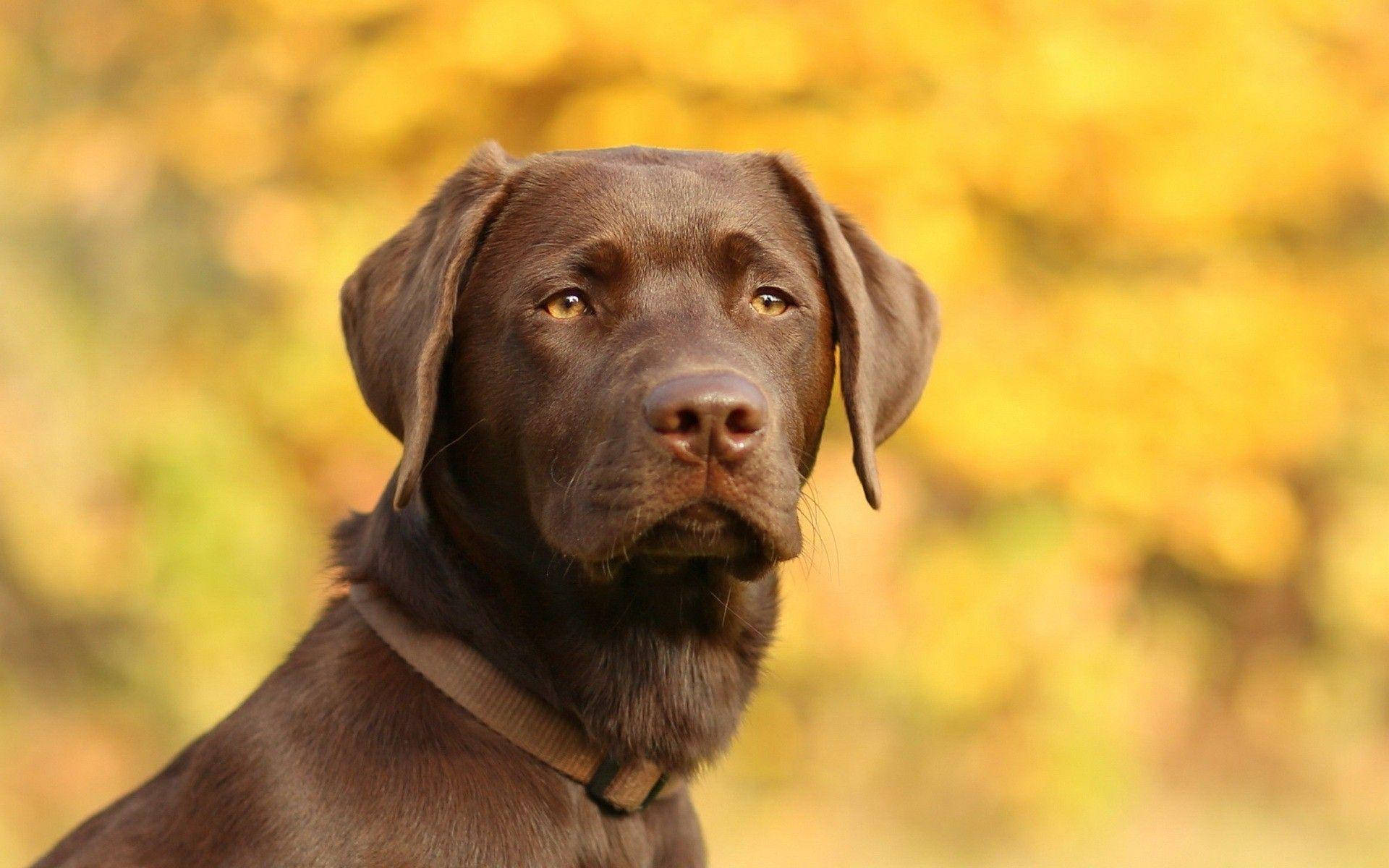 Chocolate Lab Dog Wallpapers - Wallpaper Cave