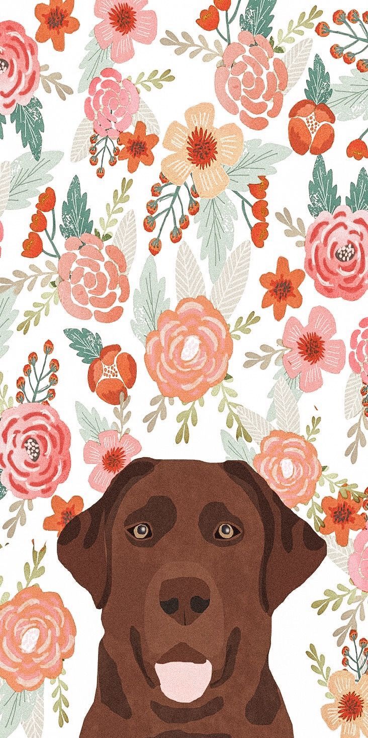 Brown Chocolate Lab Wallpapers - Wallpaper Cave