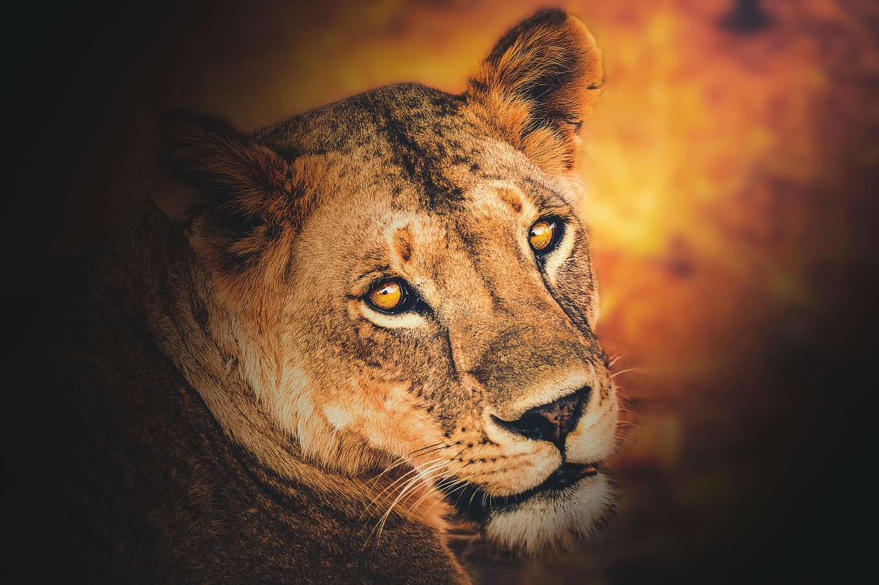 Lioness Face Wallpapers - Wallpaper Cave