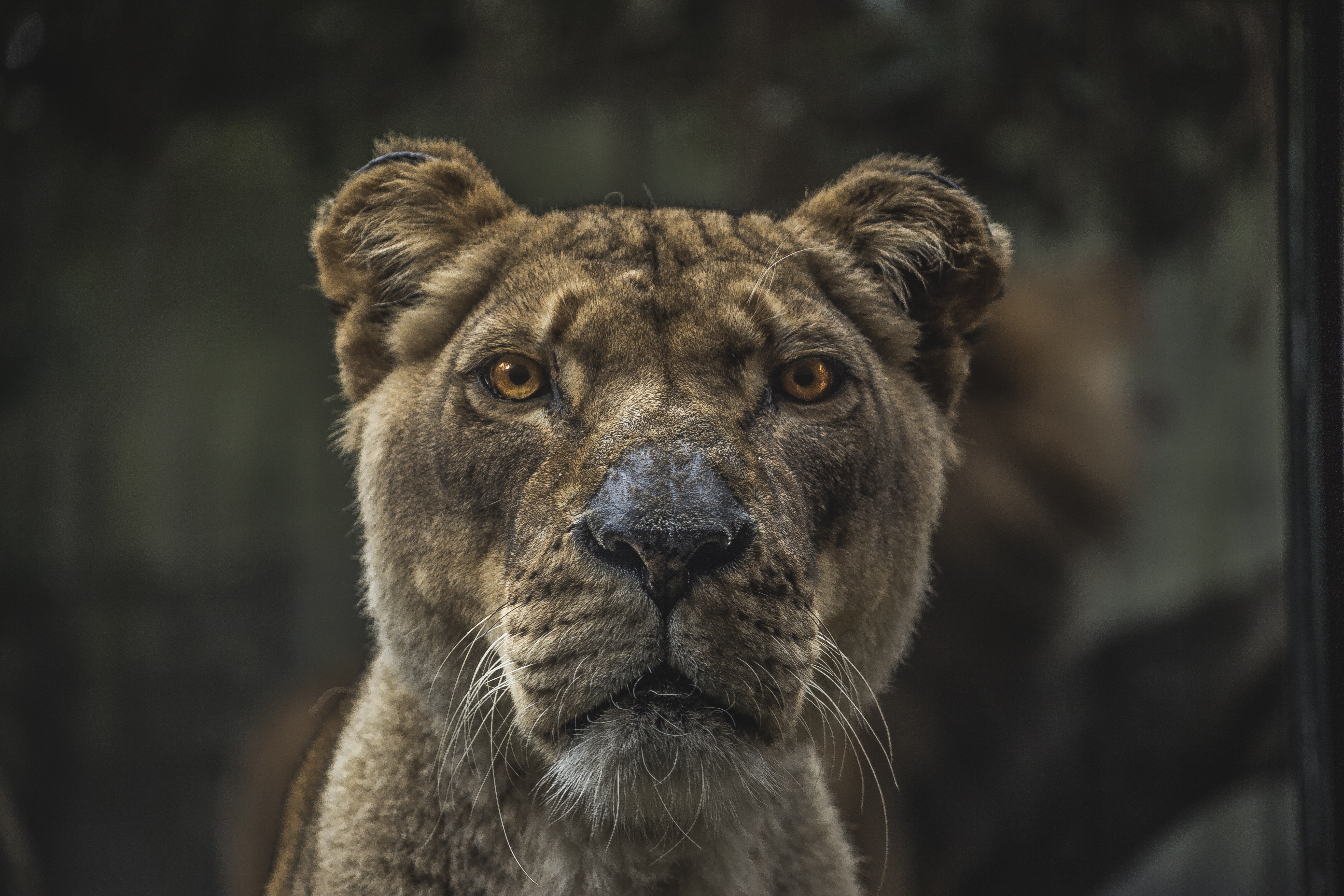 Lioness Face Wallpapers - Wallpaper Cave