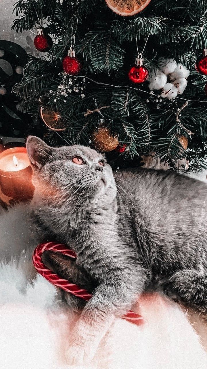 Christmas Cat Grey Wallpapers - Wallpaper Cave