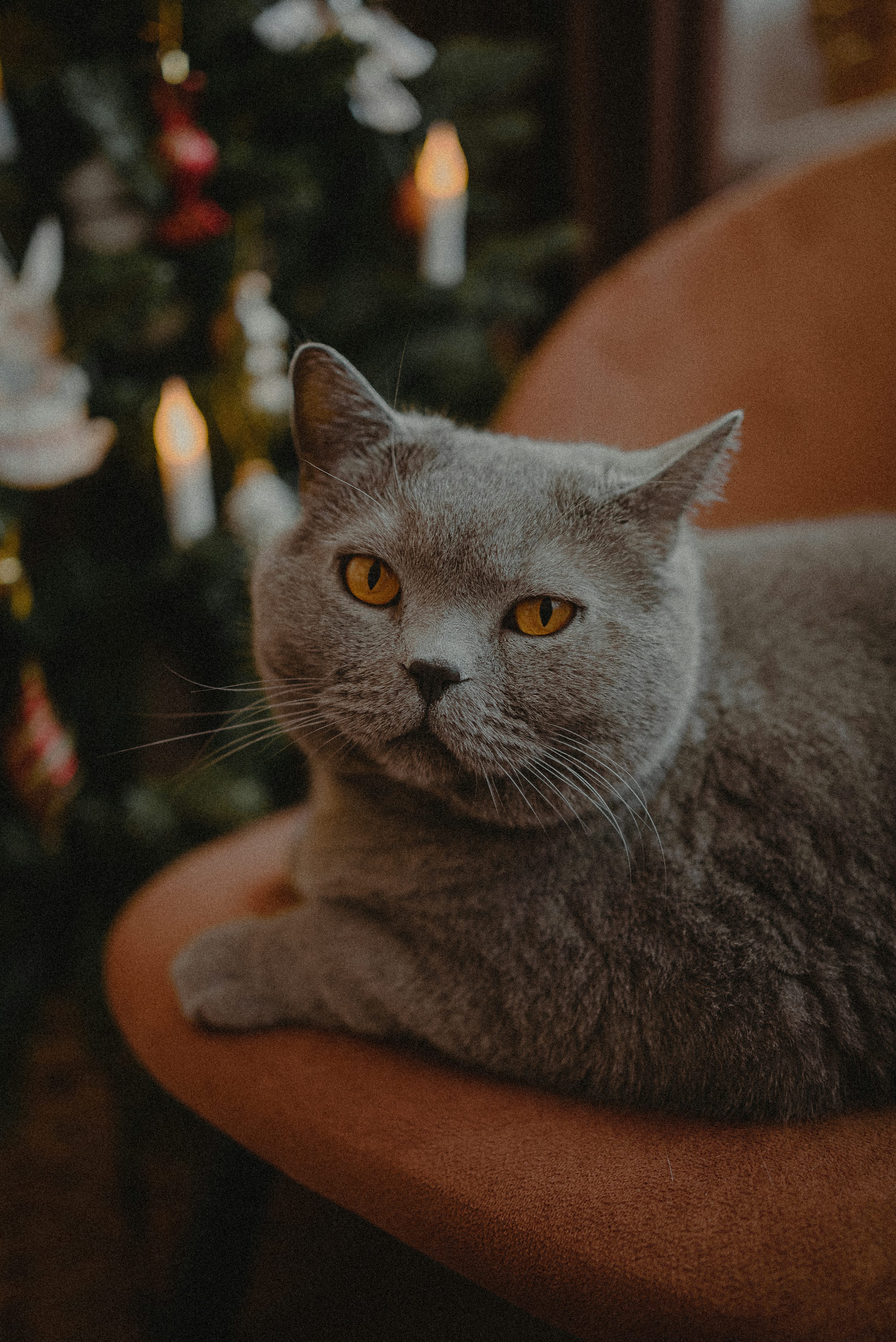Christmas Cat Grey Wallpapers - Wallpaper Cave