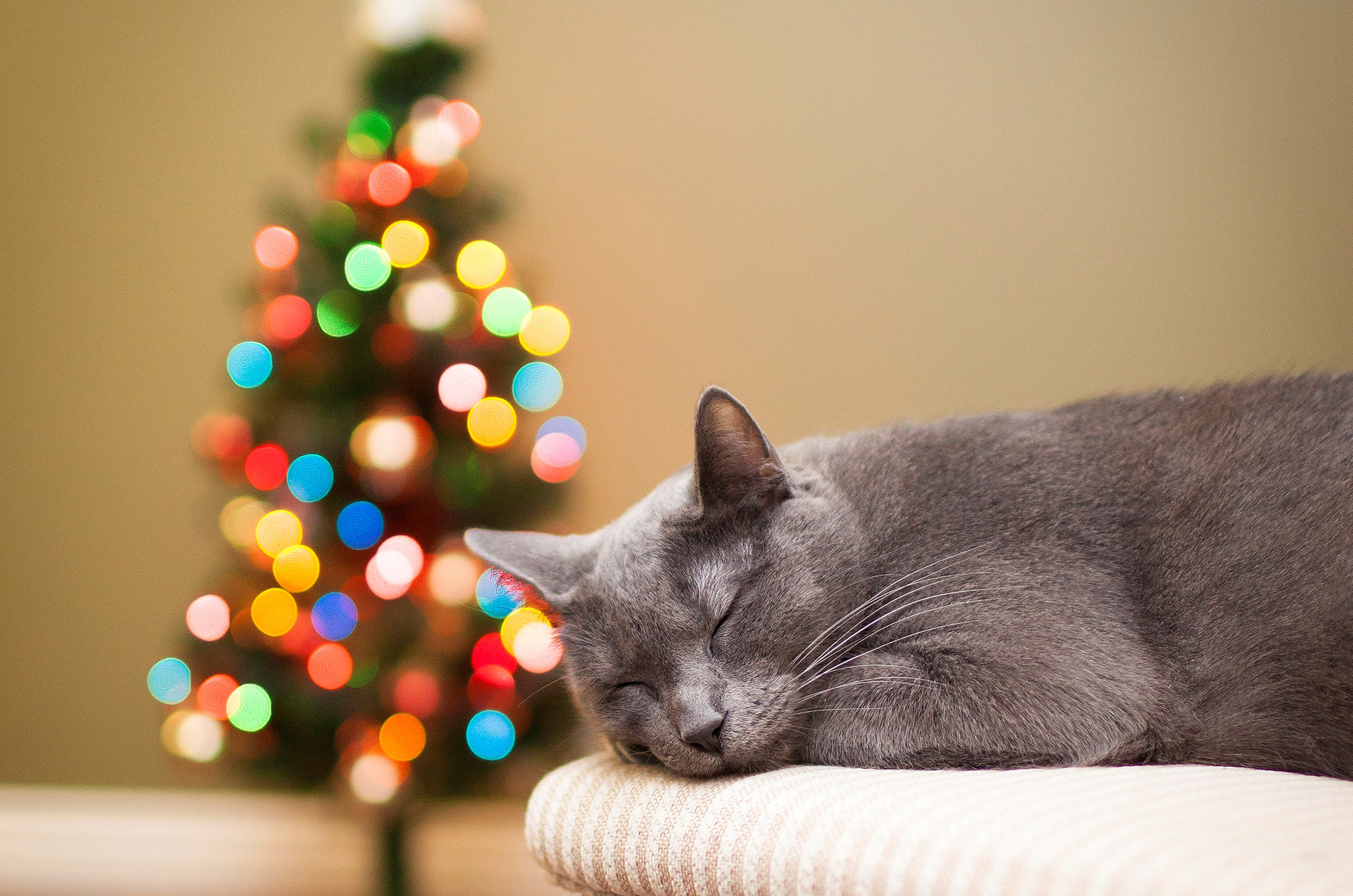 Christmas Cat Grey Wallpapers - Wallpaper Cave