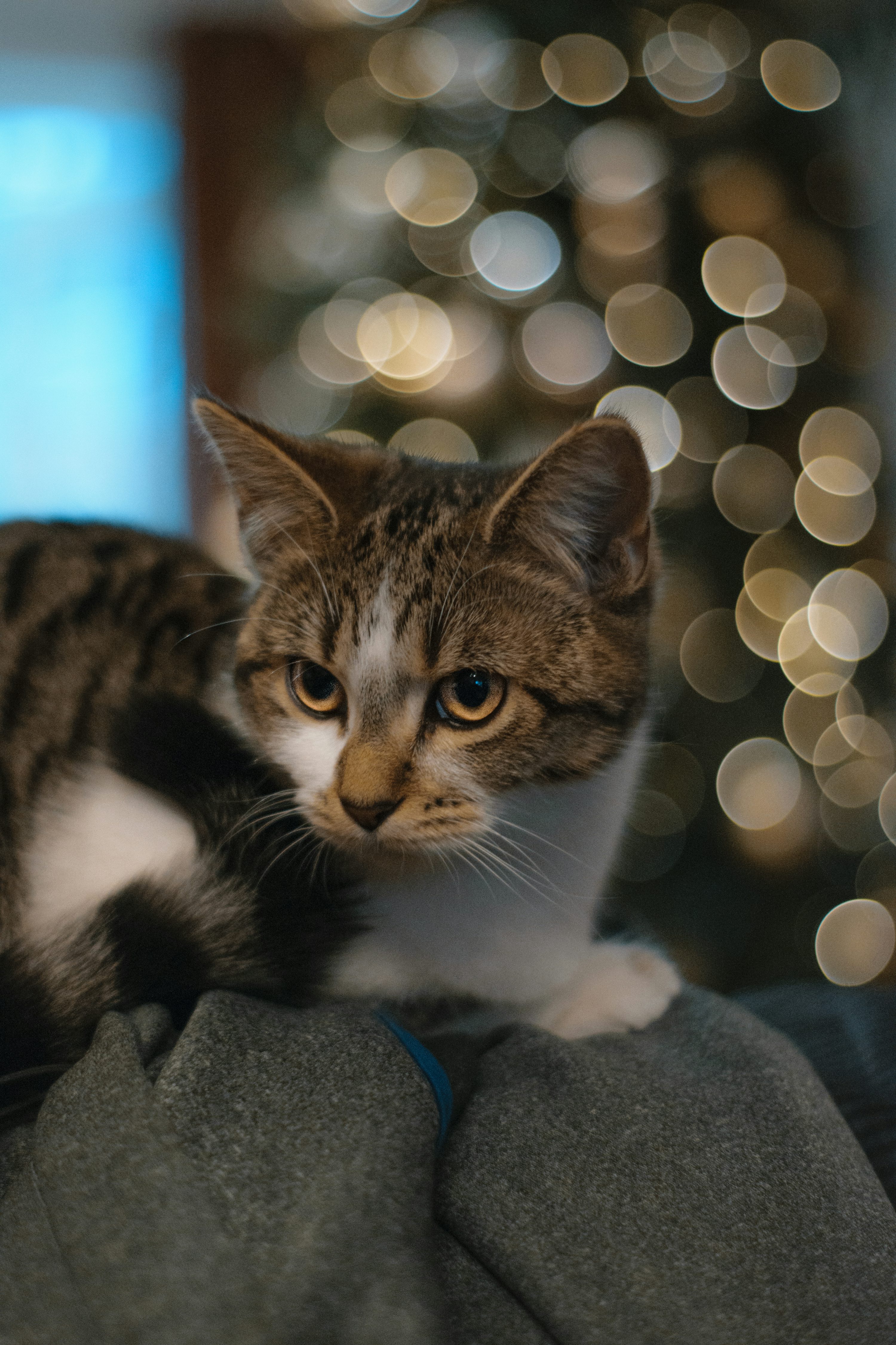 Christmas Cat Grey Wallpapers - Wallpaper Cave