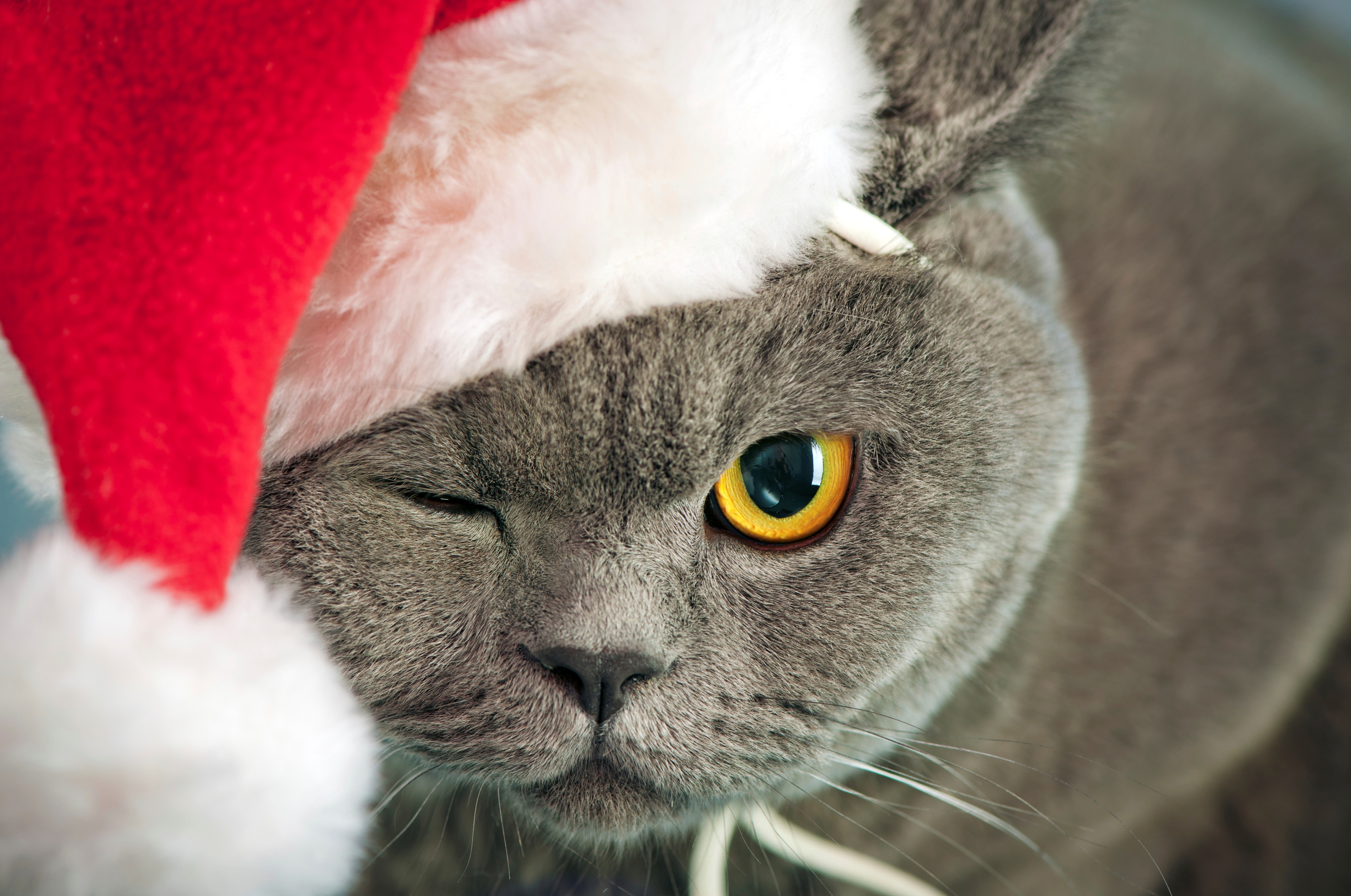 Christmas Cat Grey Wallpapers - Wallpaper Cave
