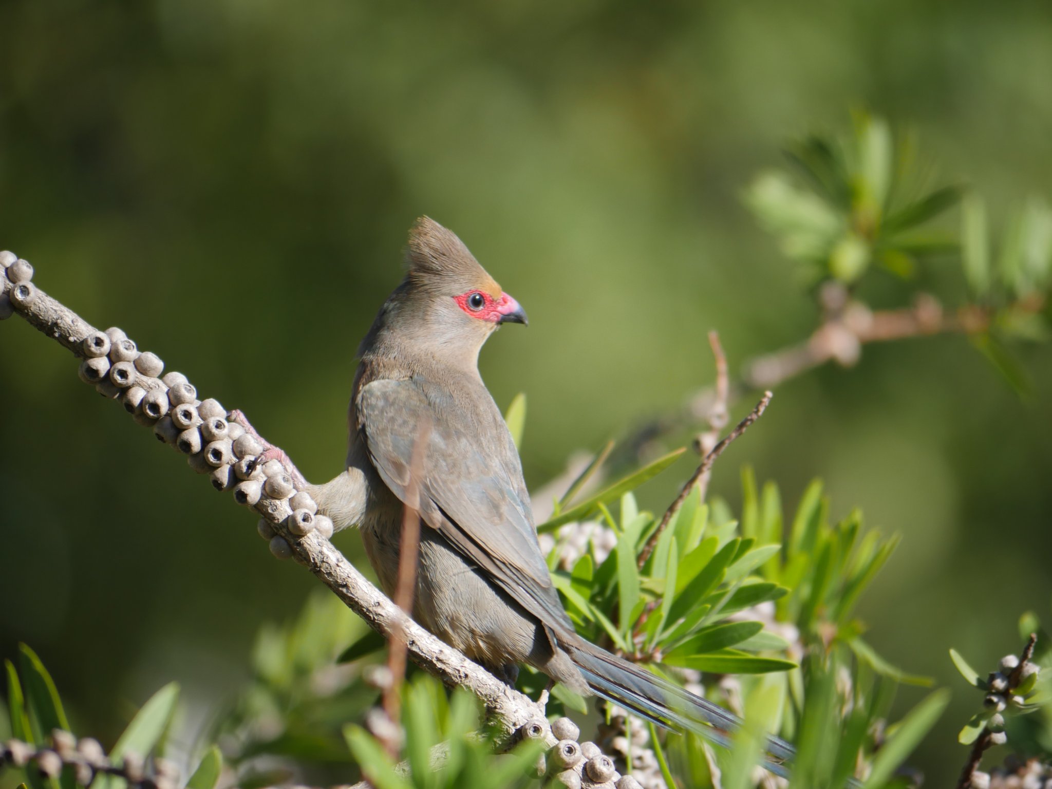 Mousebird Wallpapers - Wallpaper Cave