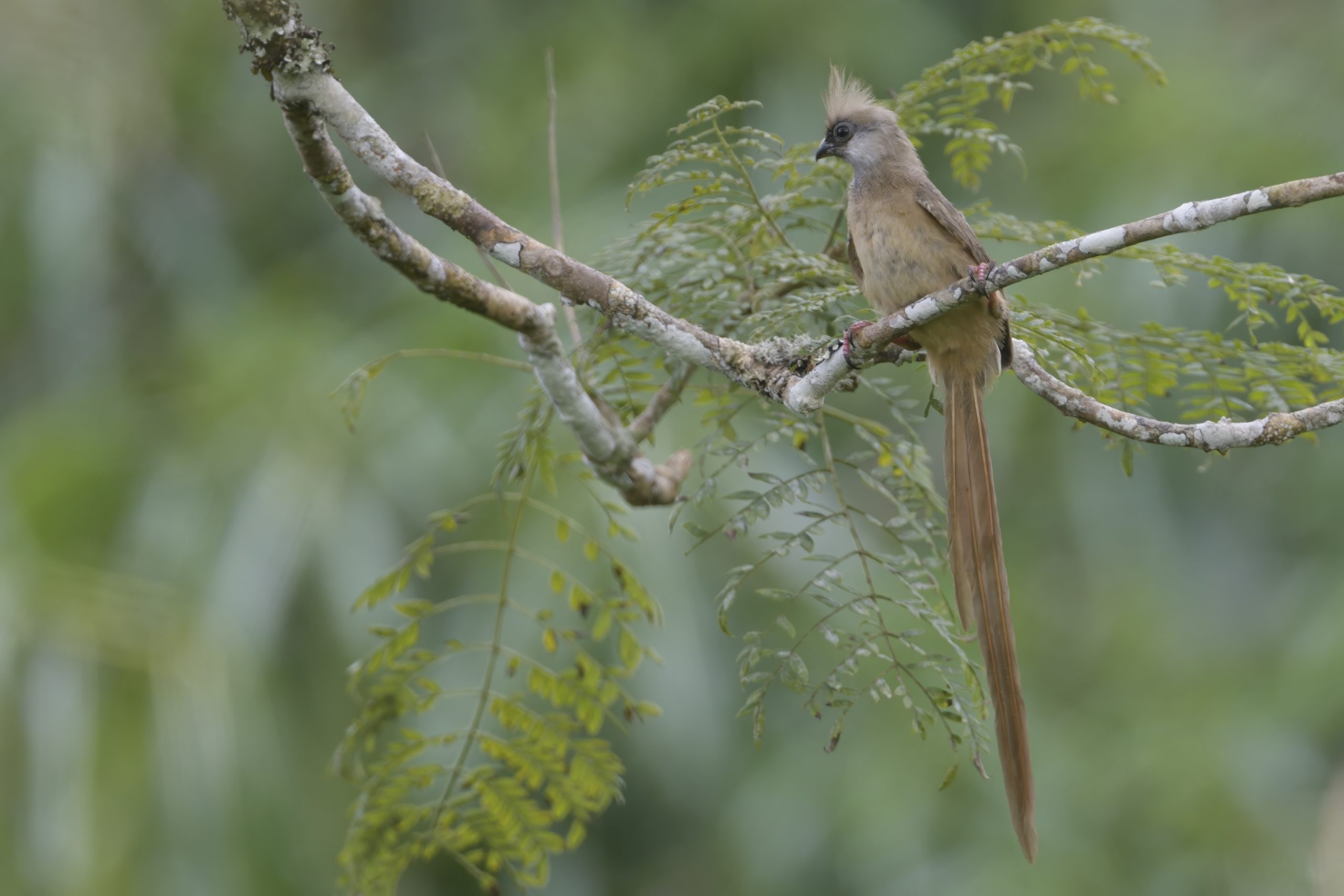 Mousebird Wallpapers - Wallpaper Cave