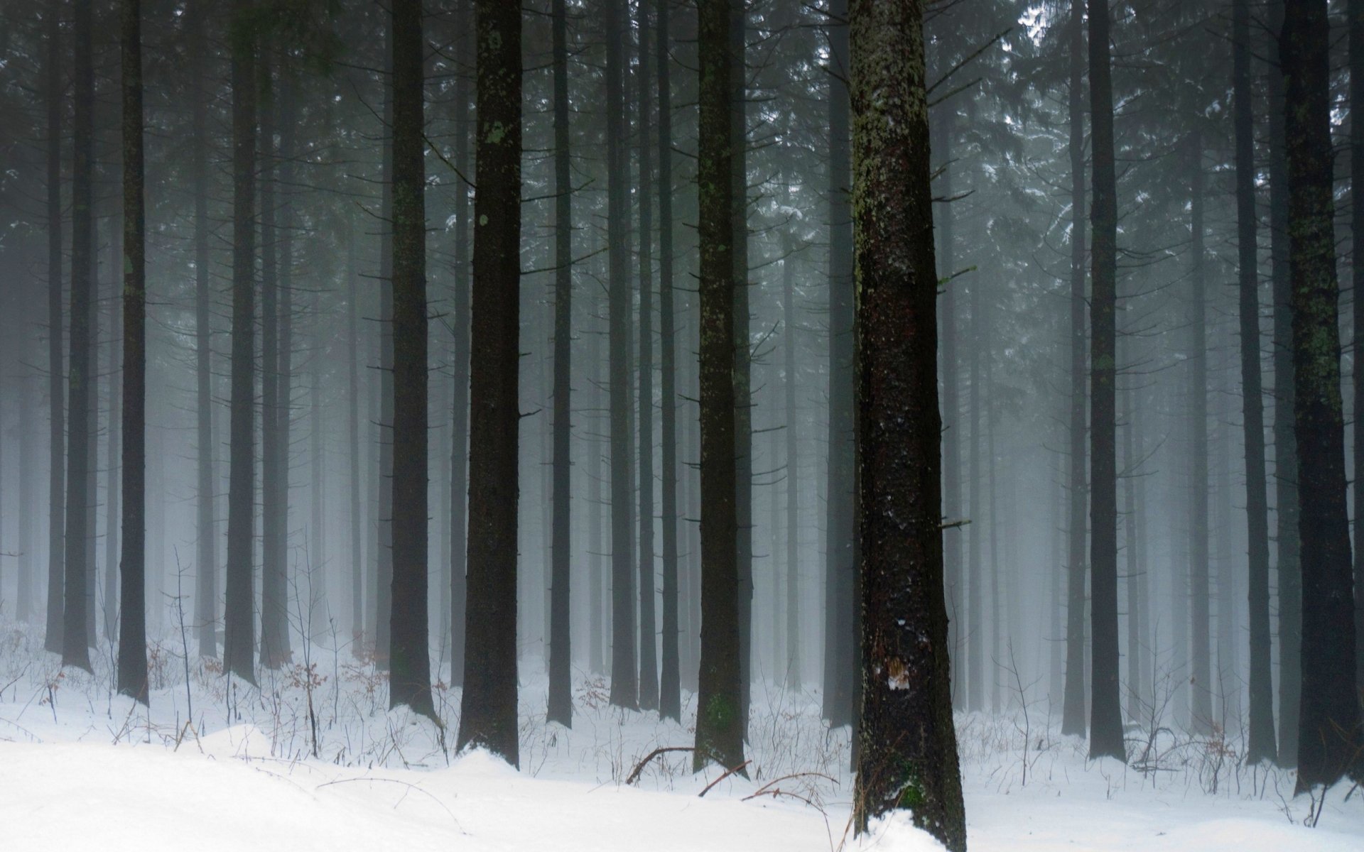 Scary Winter Forest Wallpapers - Wallpaper Cave