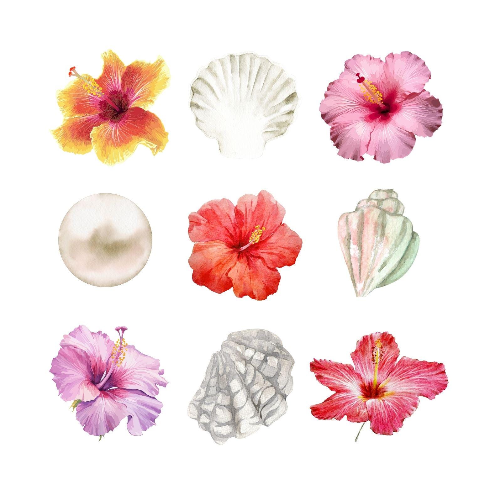 Hibiscus And Seashells Wallpapers - Wallpaper Cave