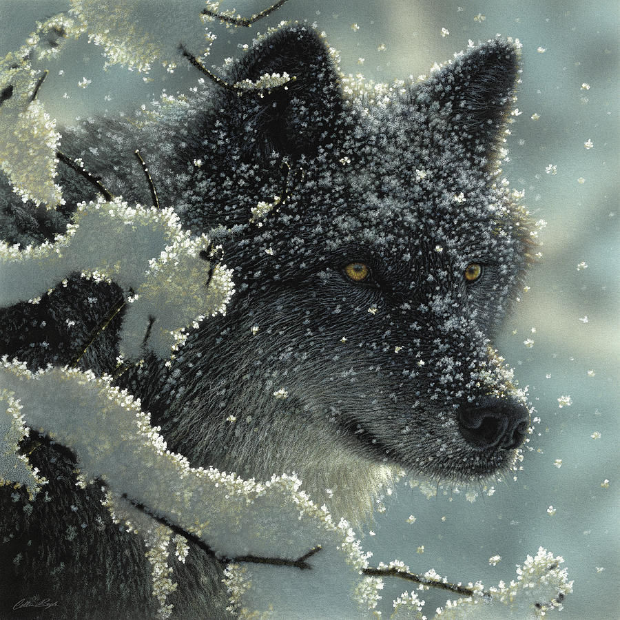 Black And White Winter Wolf Wallpapers - Wallpaper Cave