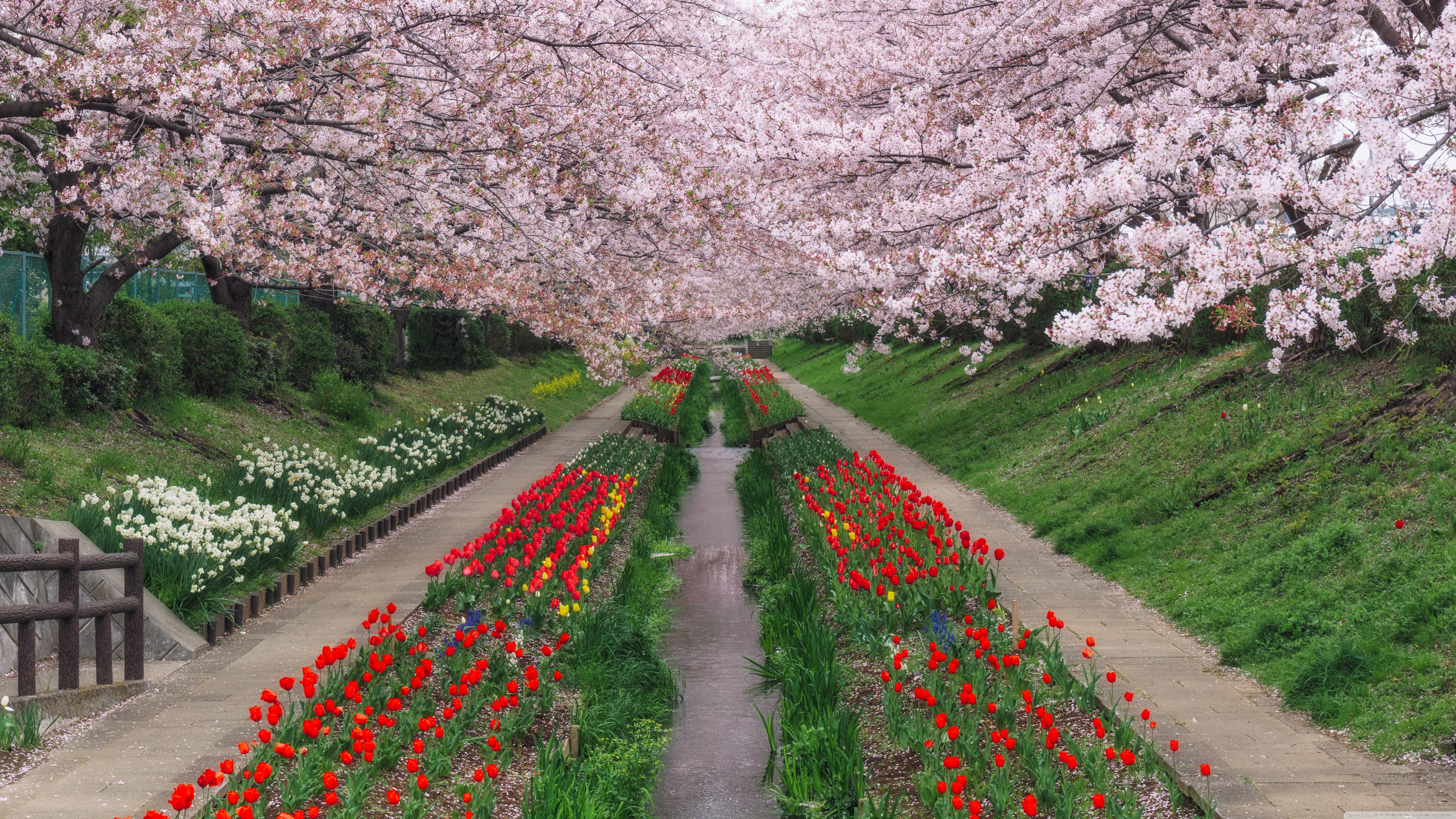 4k Spring Japan Wallpapers - Wallpaper Cave