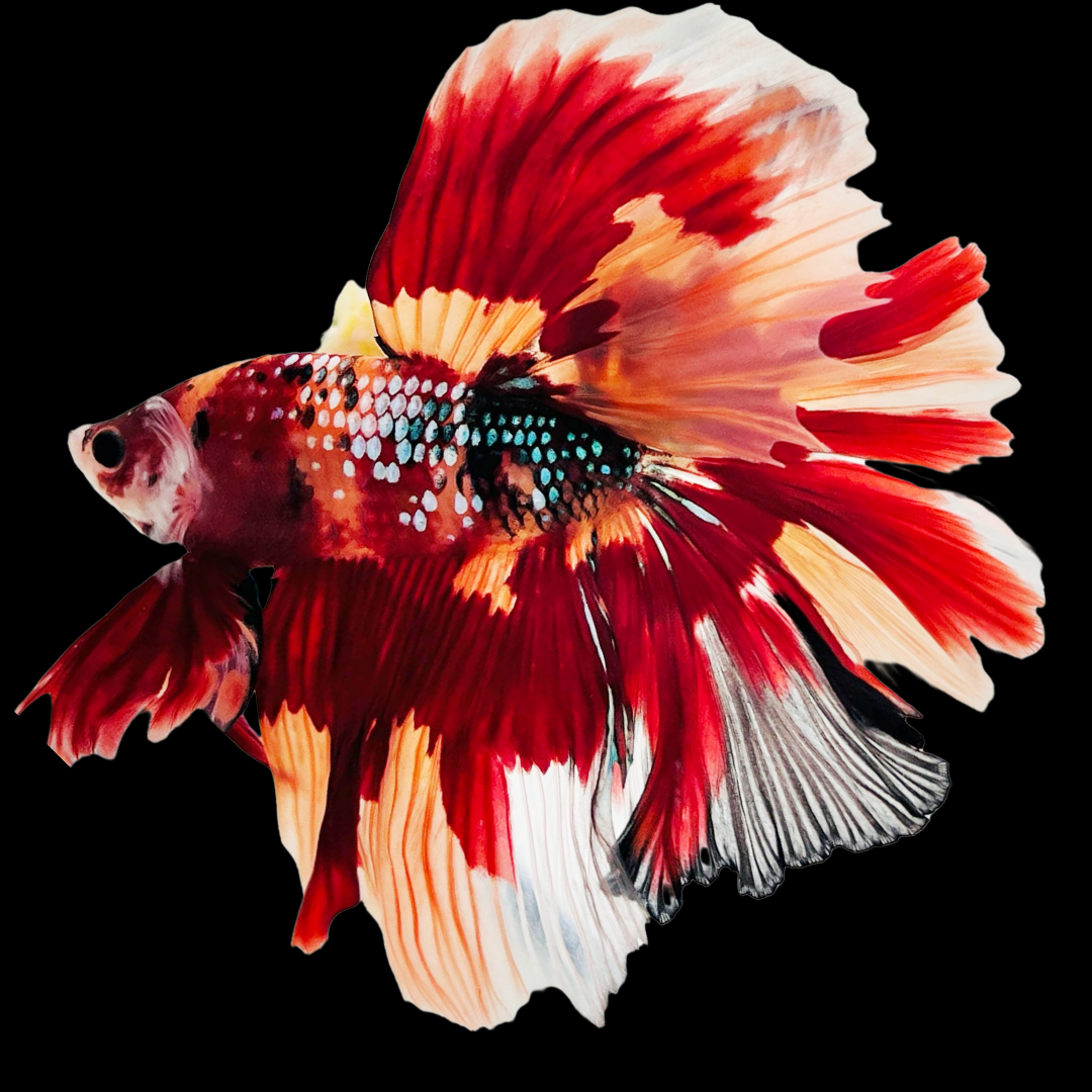 Betta Fish Male Wallpapers - Wallpaper Cave