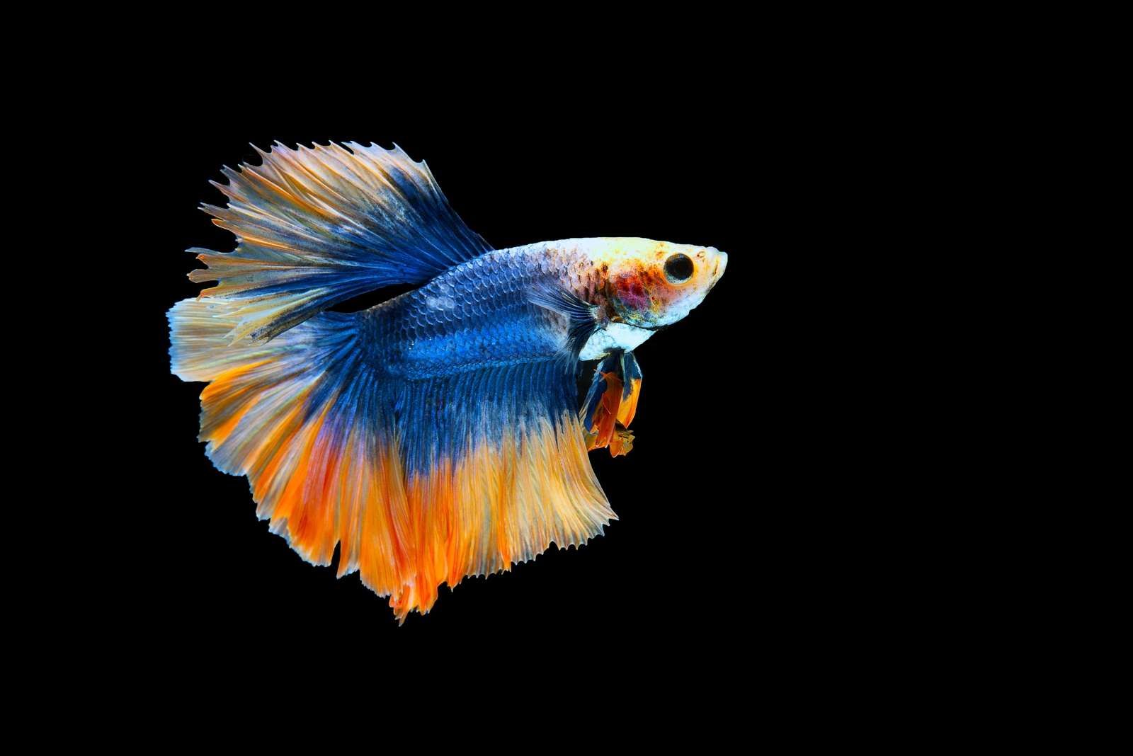 Betta Fish Male Wallpapers - Wallpaper Cave