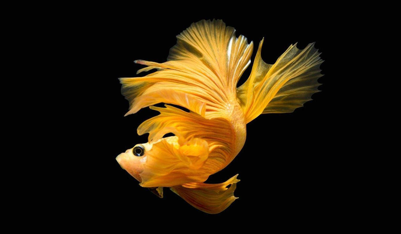Betta Fish Male Wallpapers - Wallpaper Cave