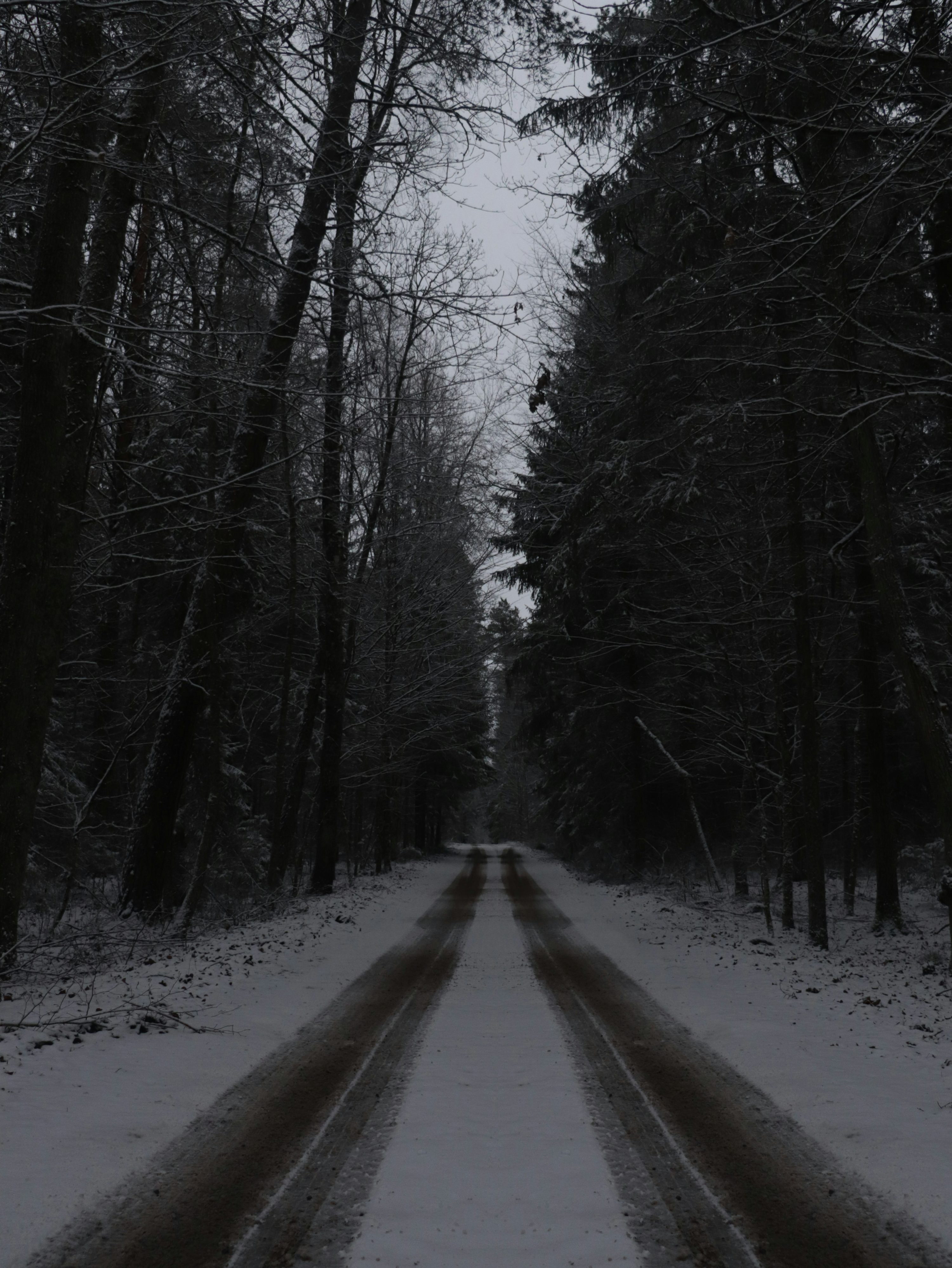 Dark Tree Winter Wallpapers - Wallpaper Cave