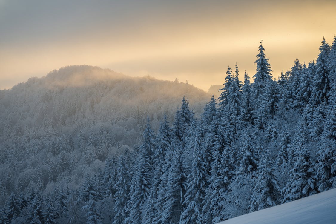 Dark Tree Winter Wallpapers - Wallpaper Cave