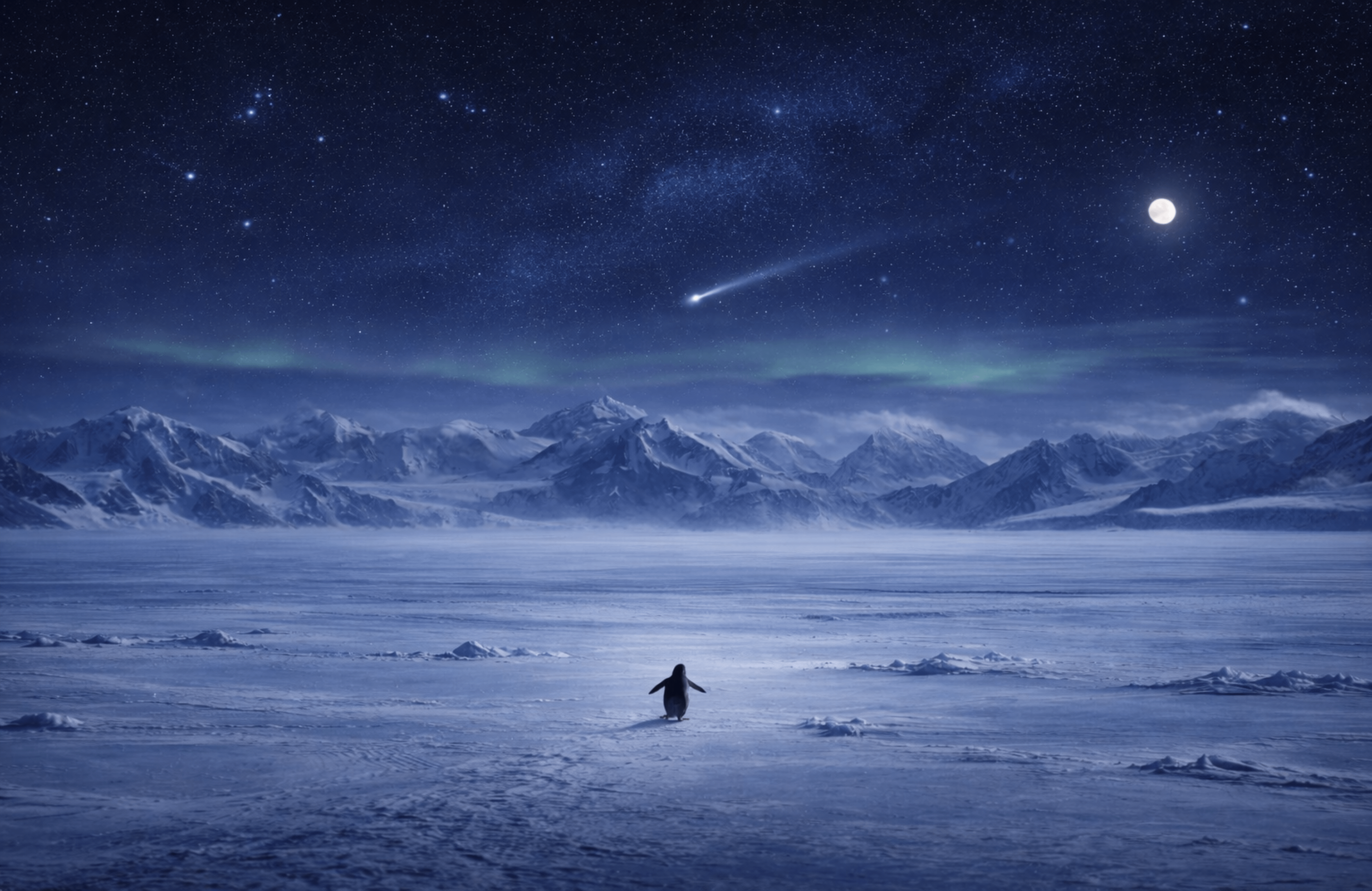 Penguin But Why Wallpapers - Wallpaper Cave