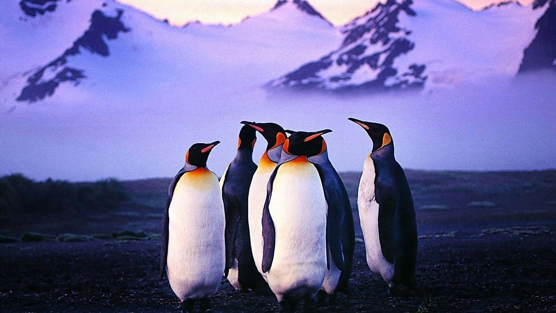 Mountain Penguin Wallpapers - Wallpaper Cave