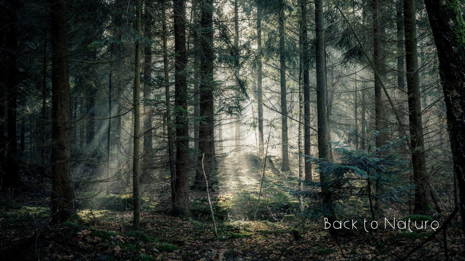 Green Forest Desktop Wallpapers - Wallpaper Cave