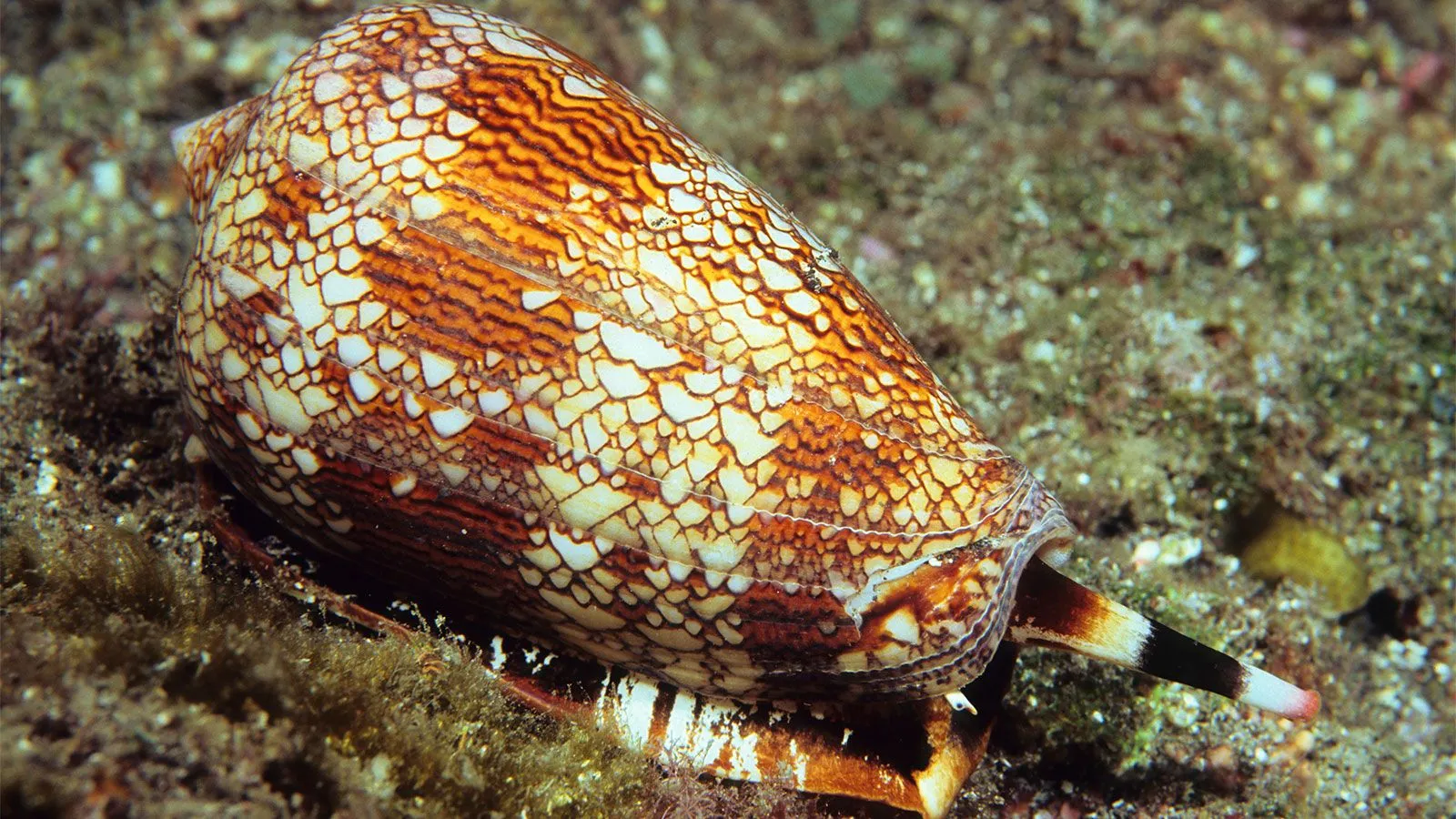 Cone Snail Wallpapers - Wallpaper Cave