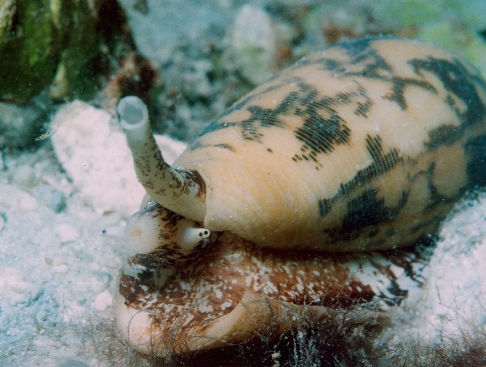 Cone Snail Wallpapers - Wallpaper Cave