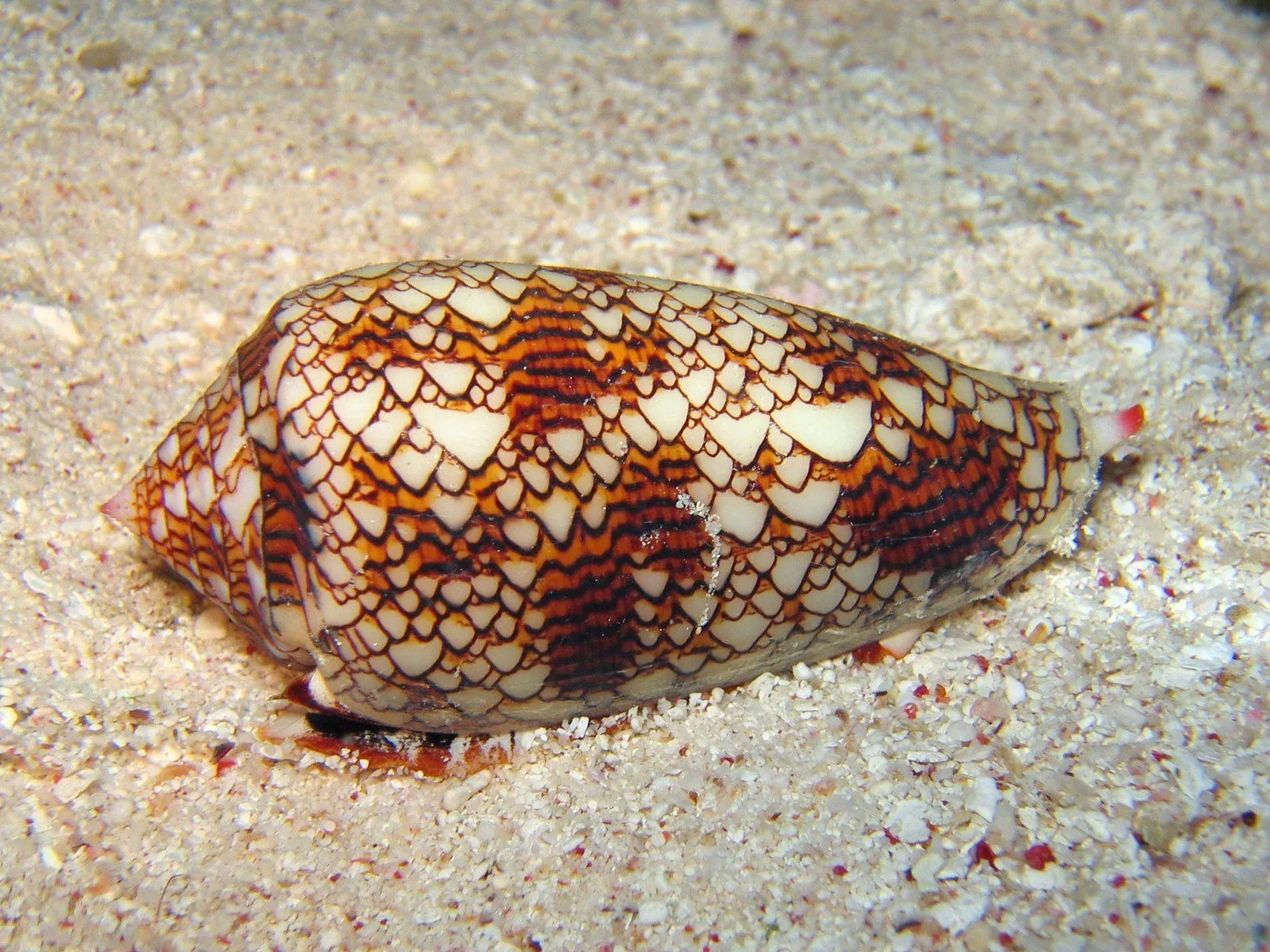 Cone Snail Wallpapers - Wallpaper Cave