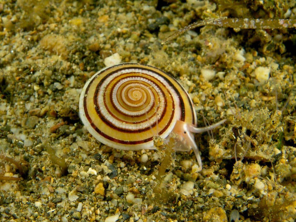 Cone Snail Wallpapers - Wallpaper Cave