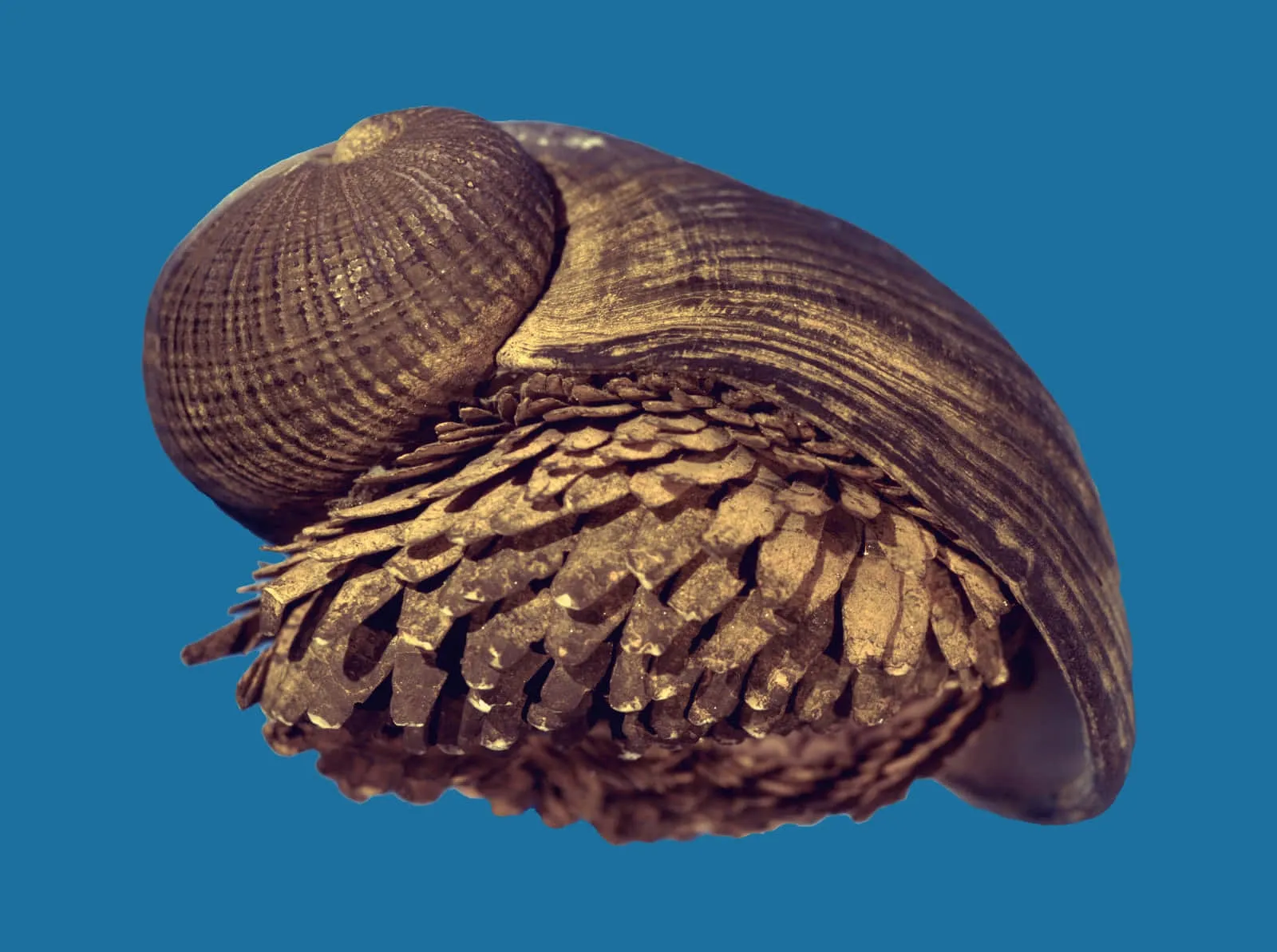 Cone Snail Wallpapers - Wallpaper Cave