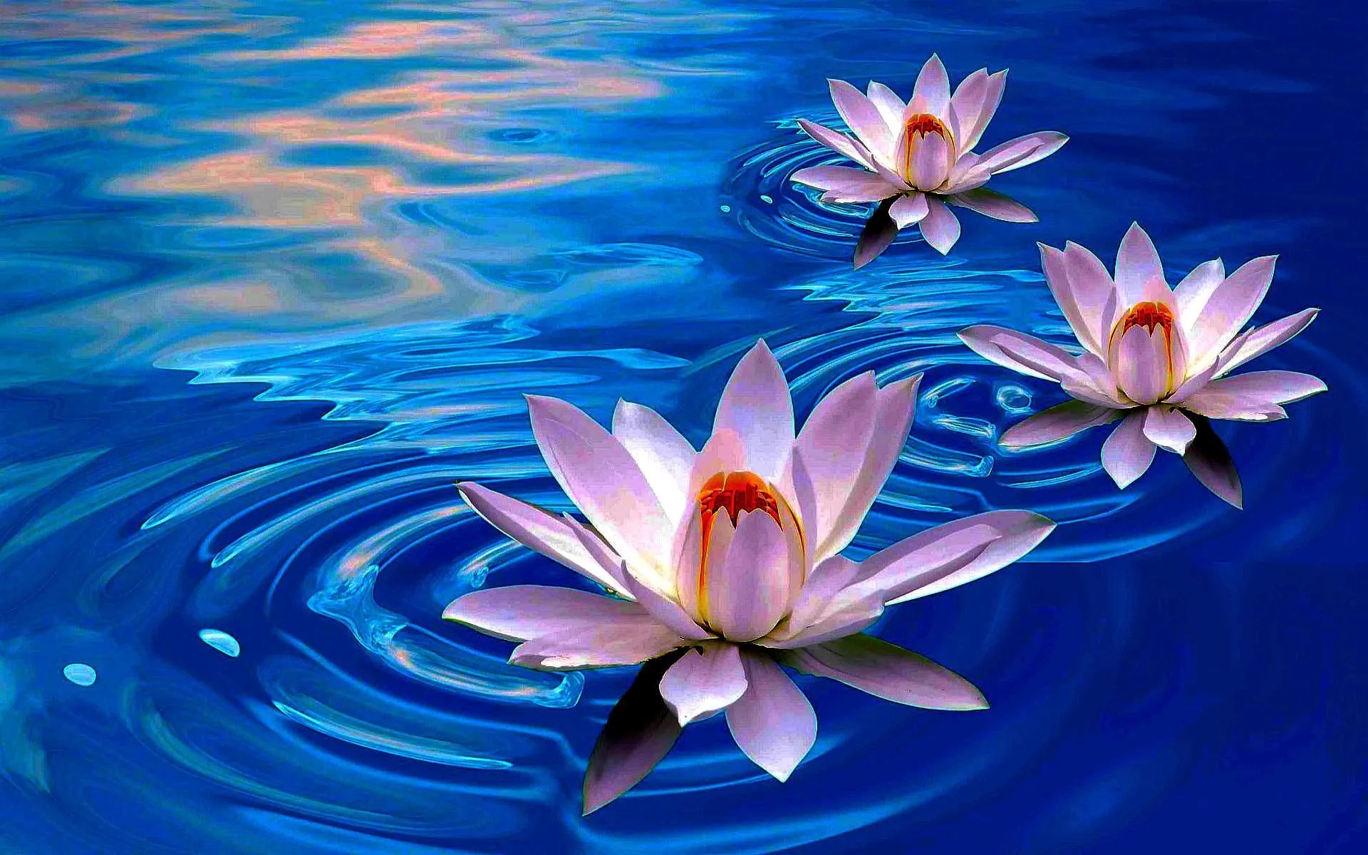 Lotus Flower Desktop Wallpapers - Wallpaper Cave