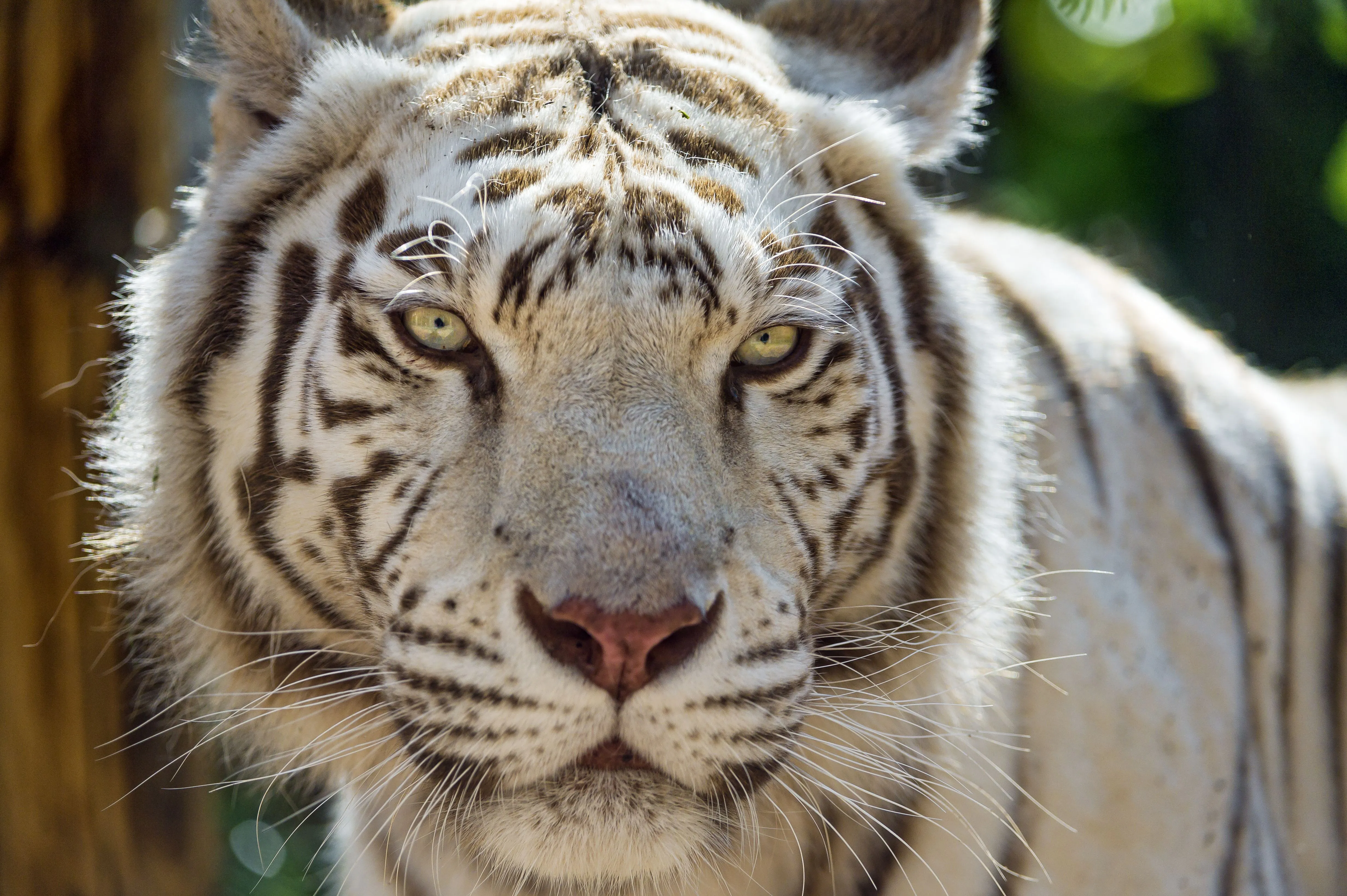 White Tiger Head Wallpapers - Wallpaper Cave